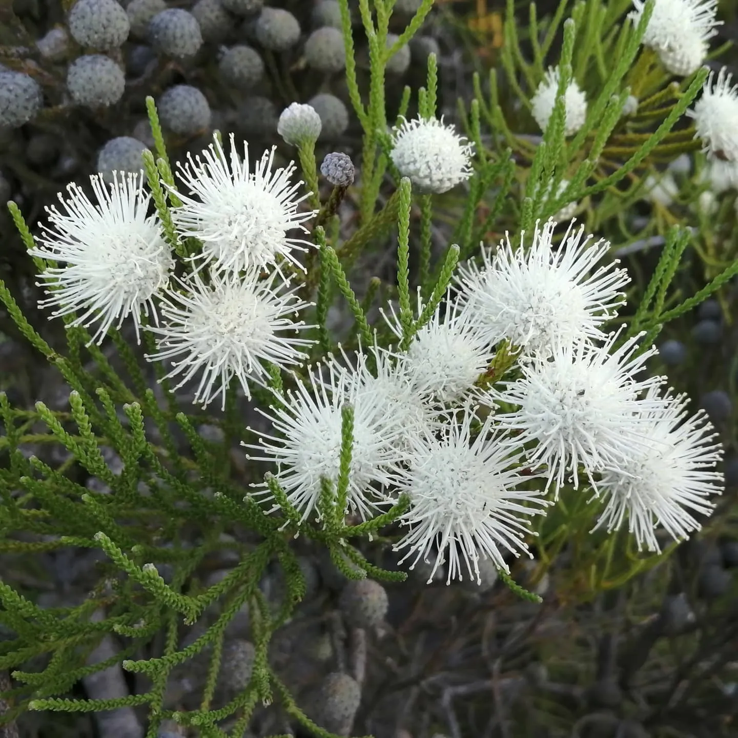37 Species in Genus Brunia