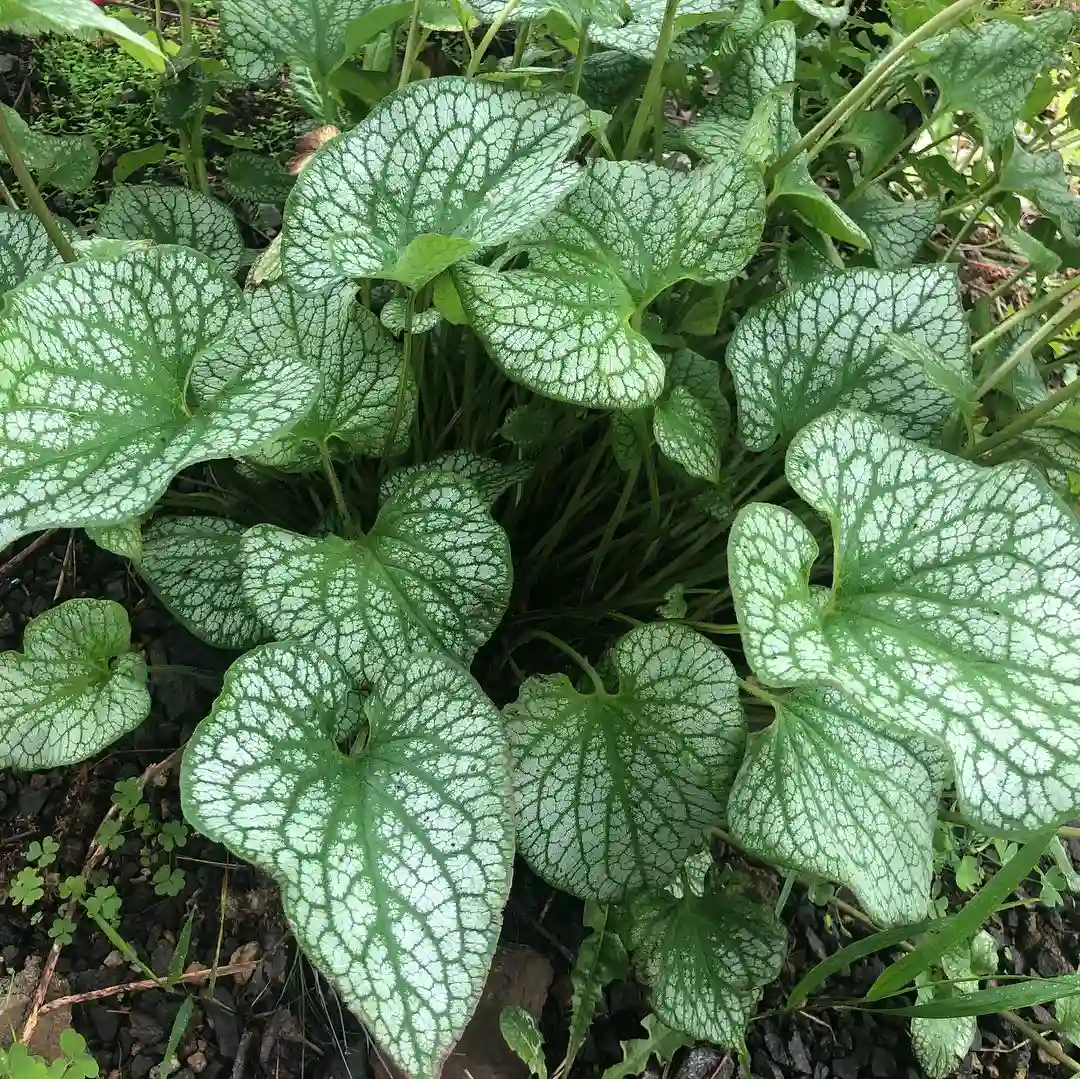 Plant FAQs: Brunnera Alexander's Great - Siberian Bugloss