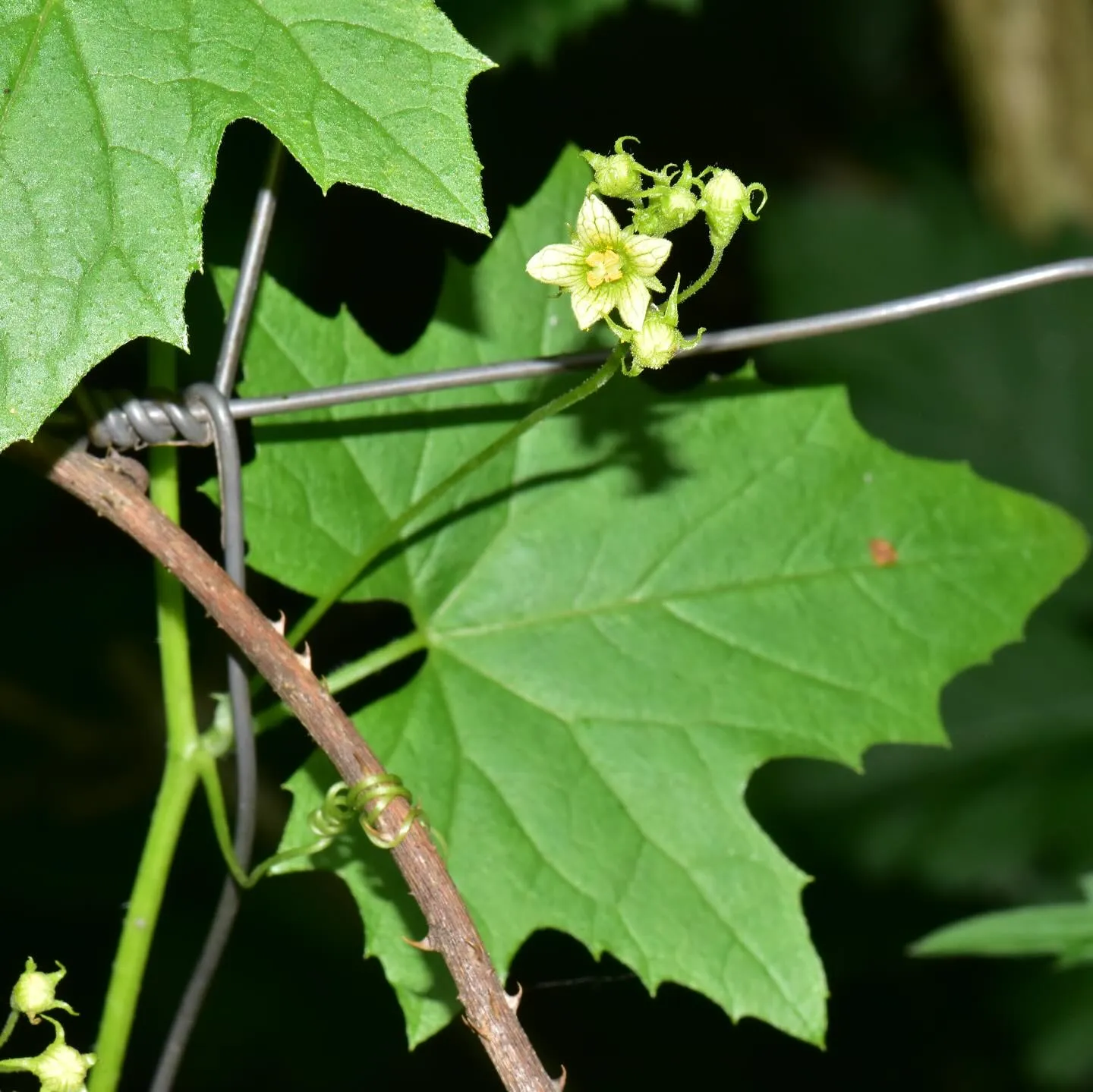 Plant FAQs: Bryonia Alba - White Bryony