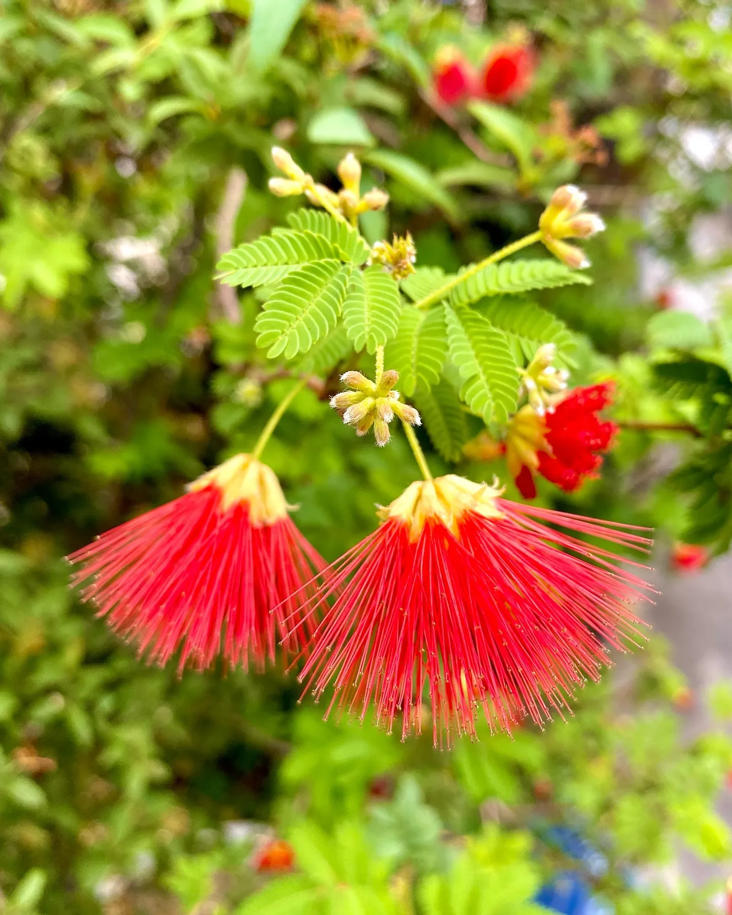Plant FAQs: Calliandra Eriophylla - Fairy Duster