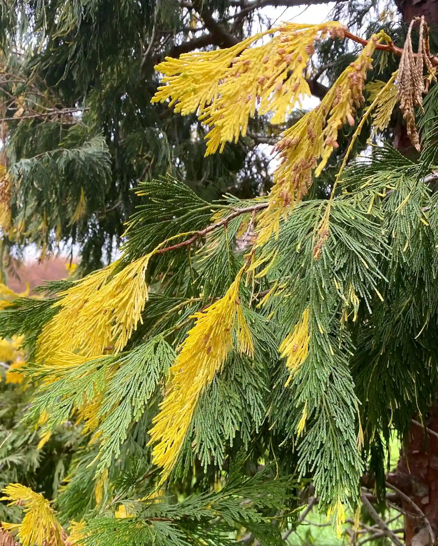 Plant FAQs: Calocedrus Decurrens - Incense Cedar