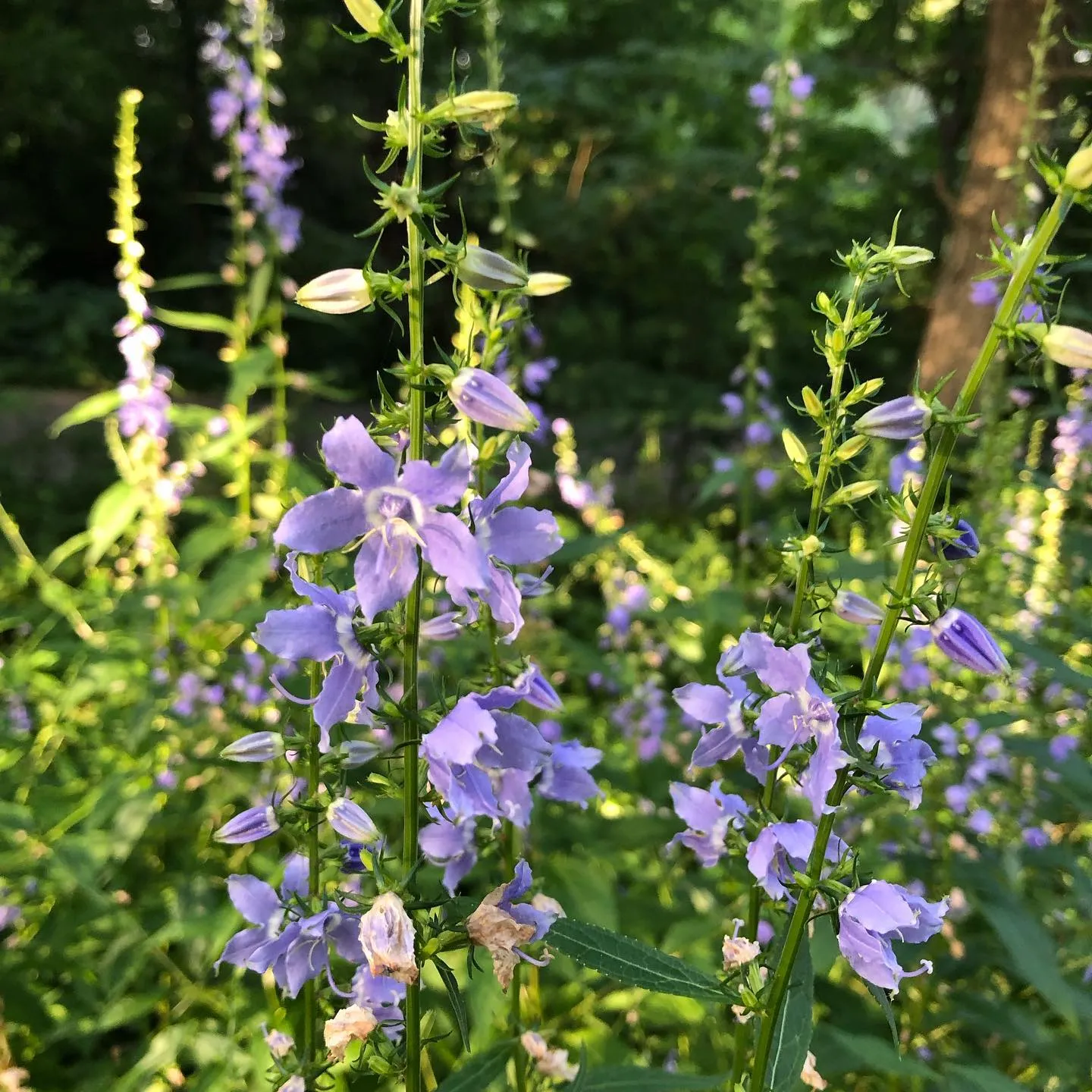 Plant FAQs: American Bellflower - Campanula Americana