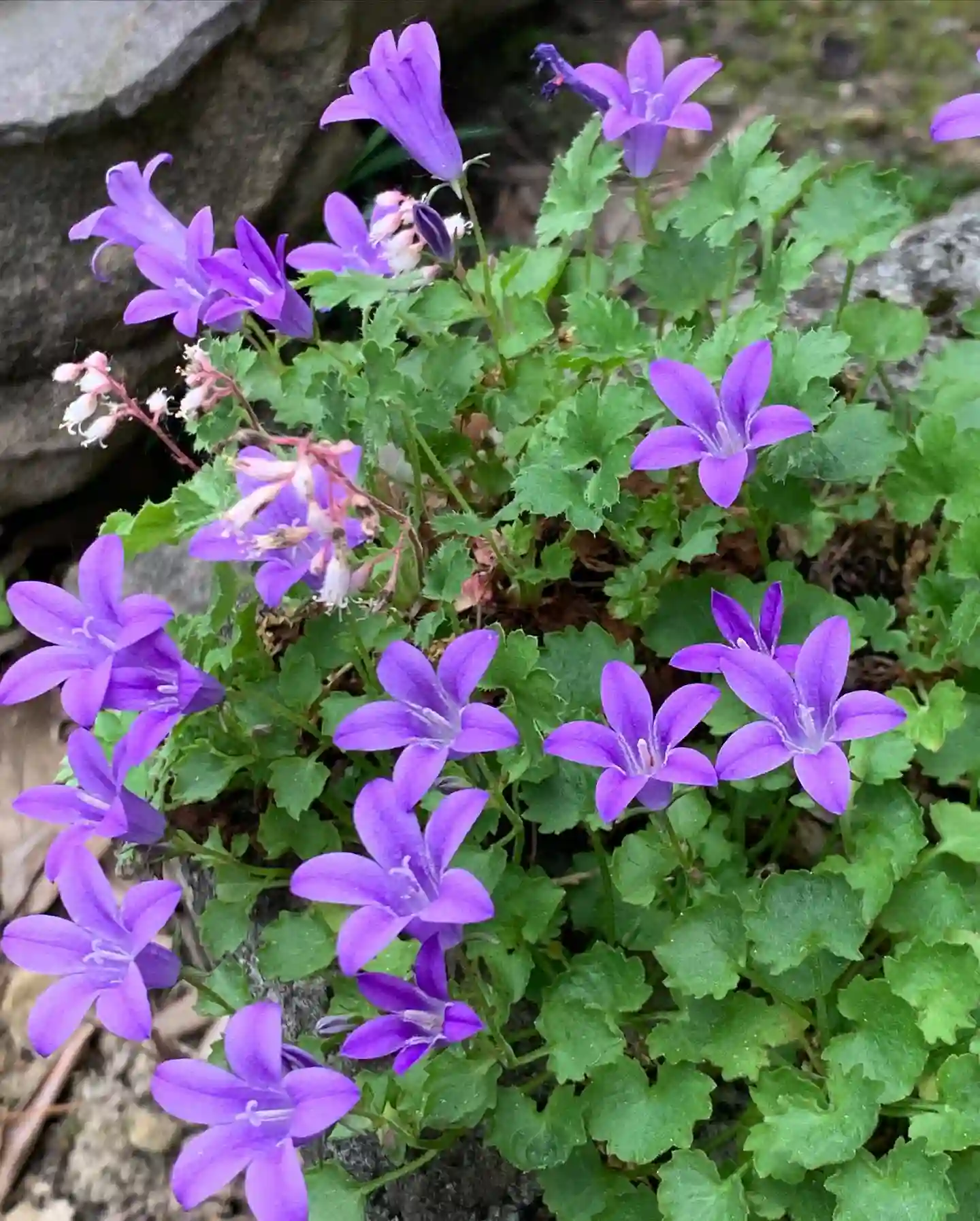 Plant FAQs: Campanula Birch Hybrid