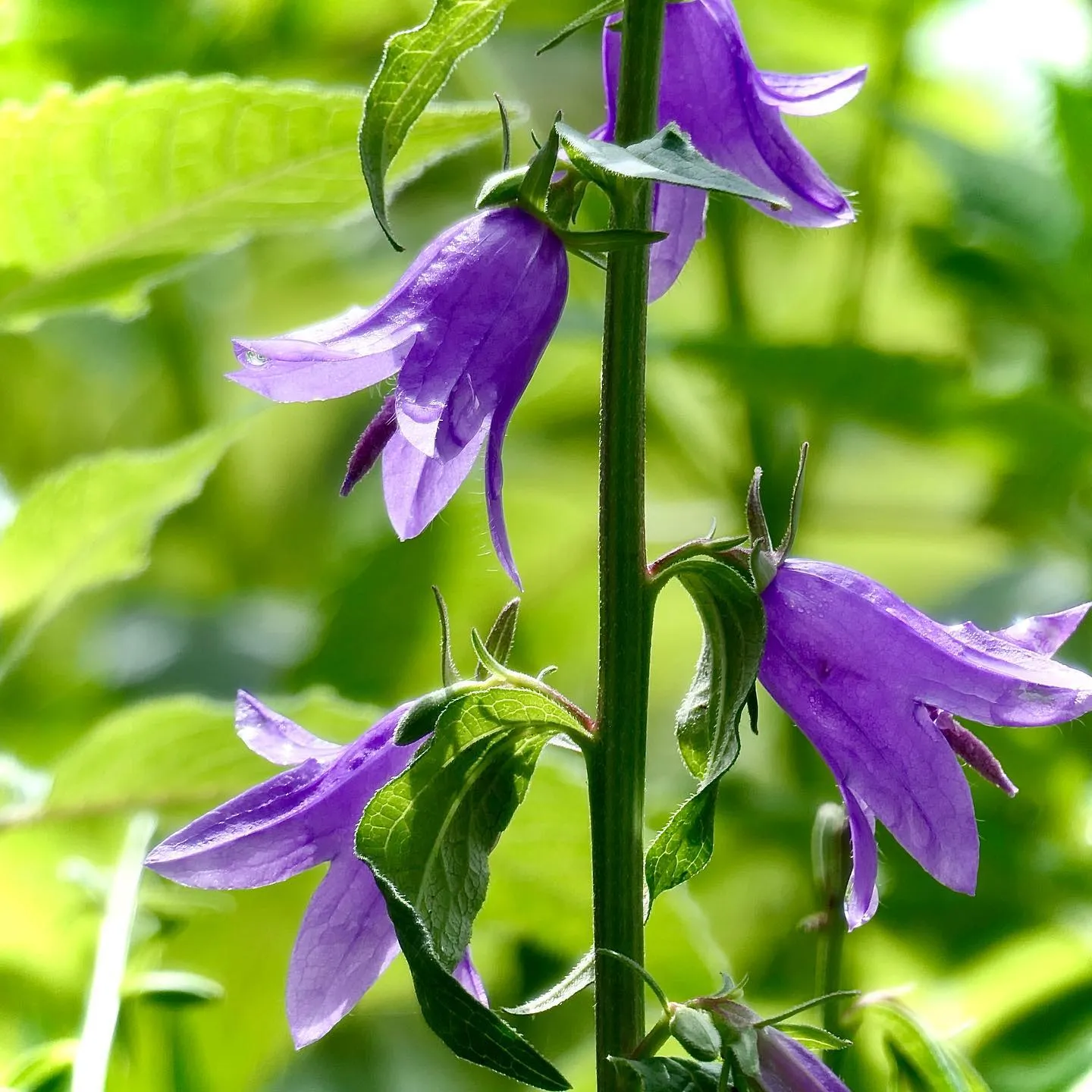 Plant FAQs: Campanula Rapunculoides - Creeping Bellflower