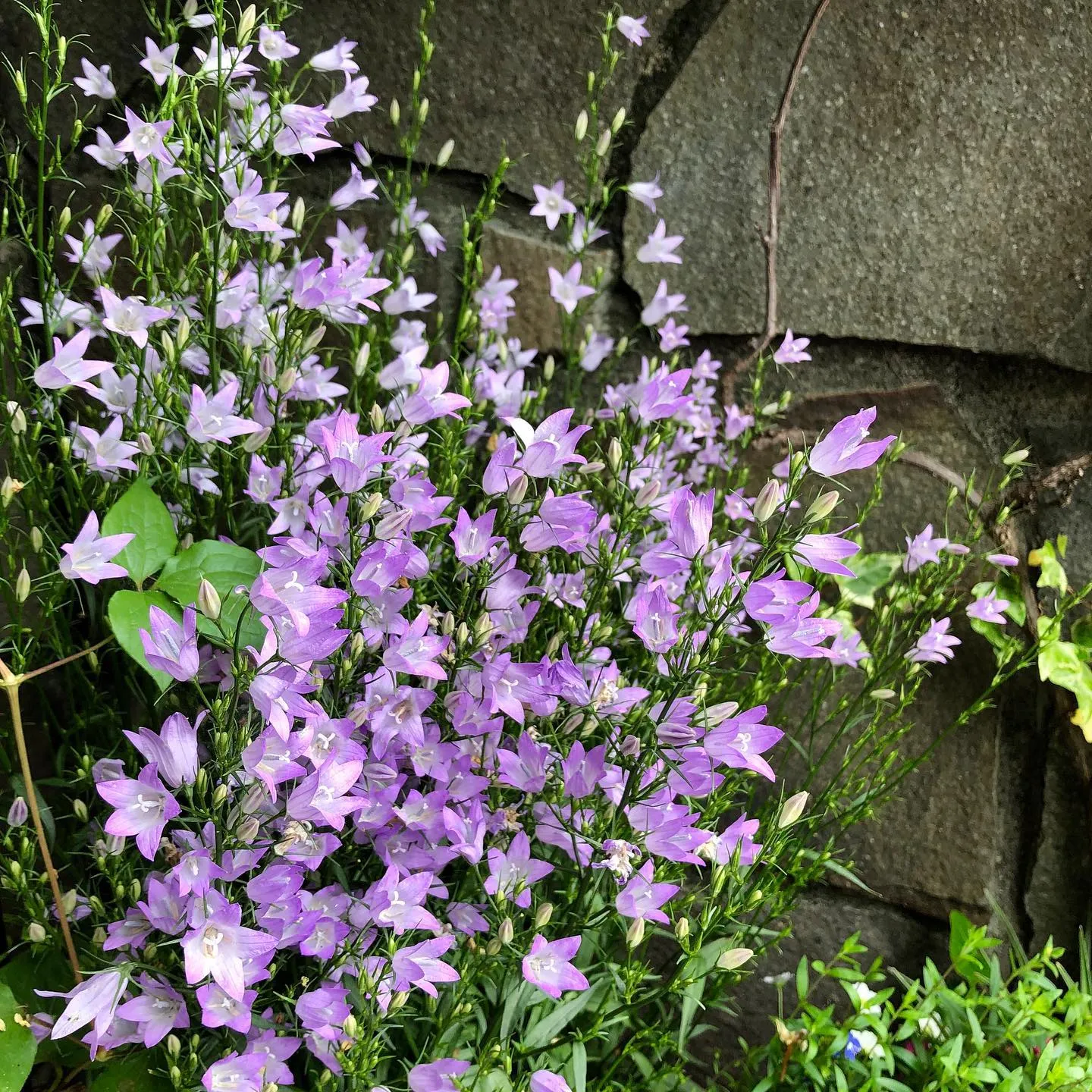 Plant FAQs: Campanula Rapunculus - Rampion Bellflower