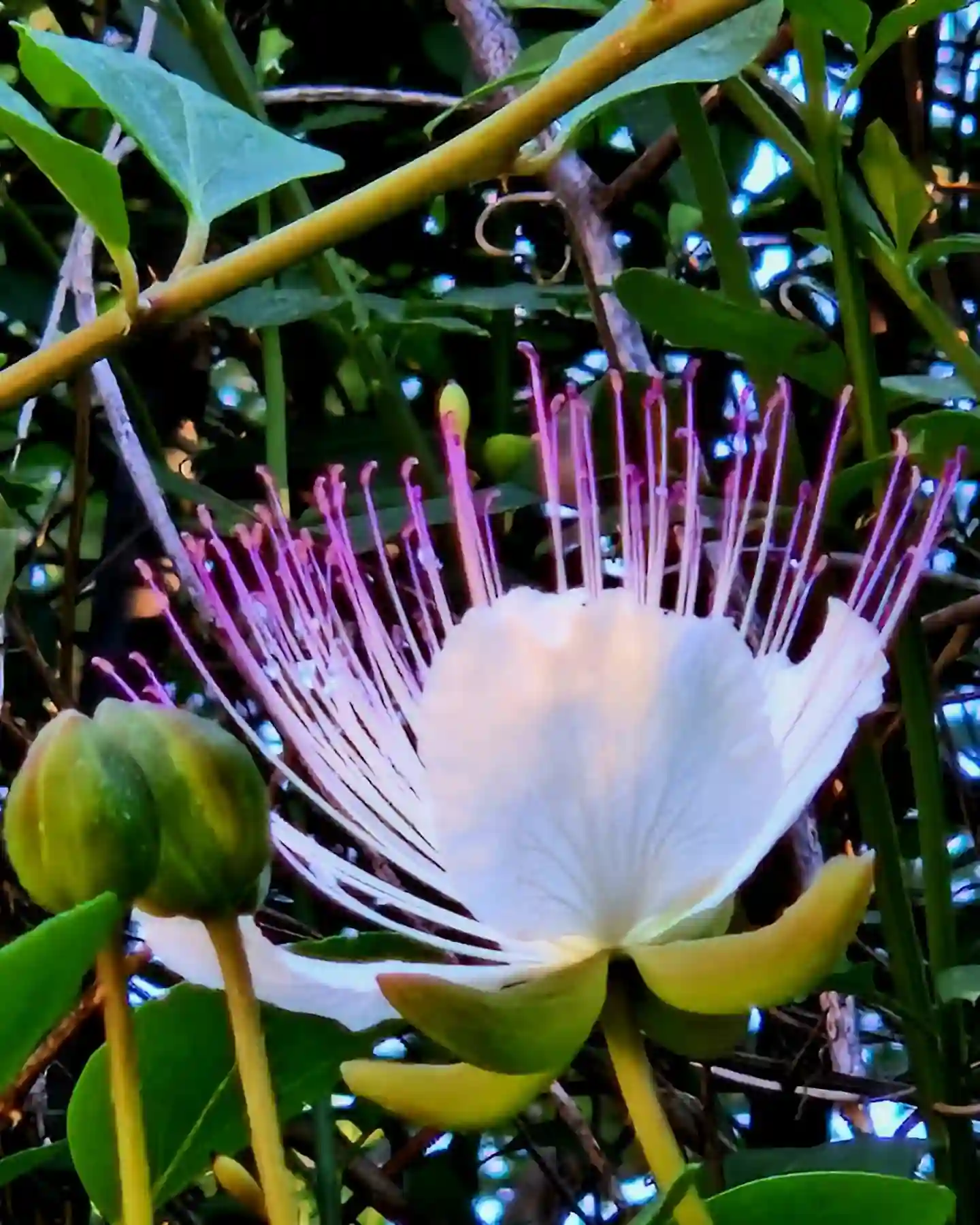 Plant FAQs: Capparis Spinosa - Caper Plant