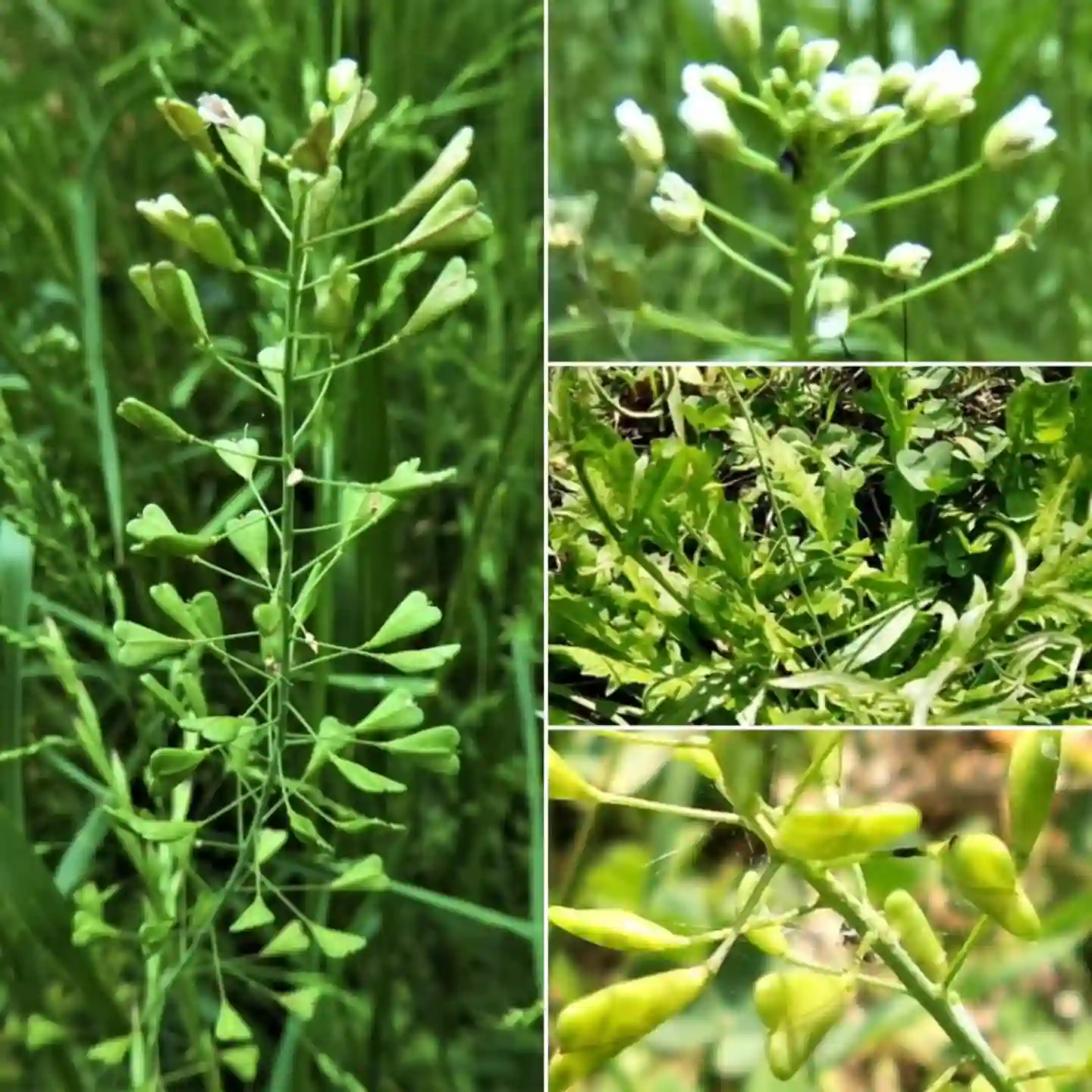 8 Species in Genus Capsella