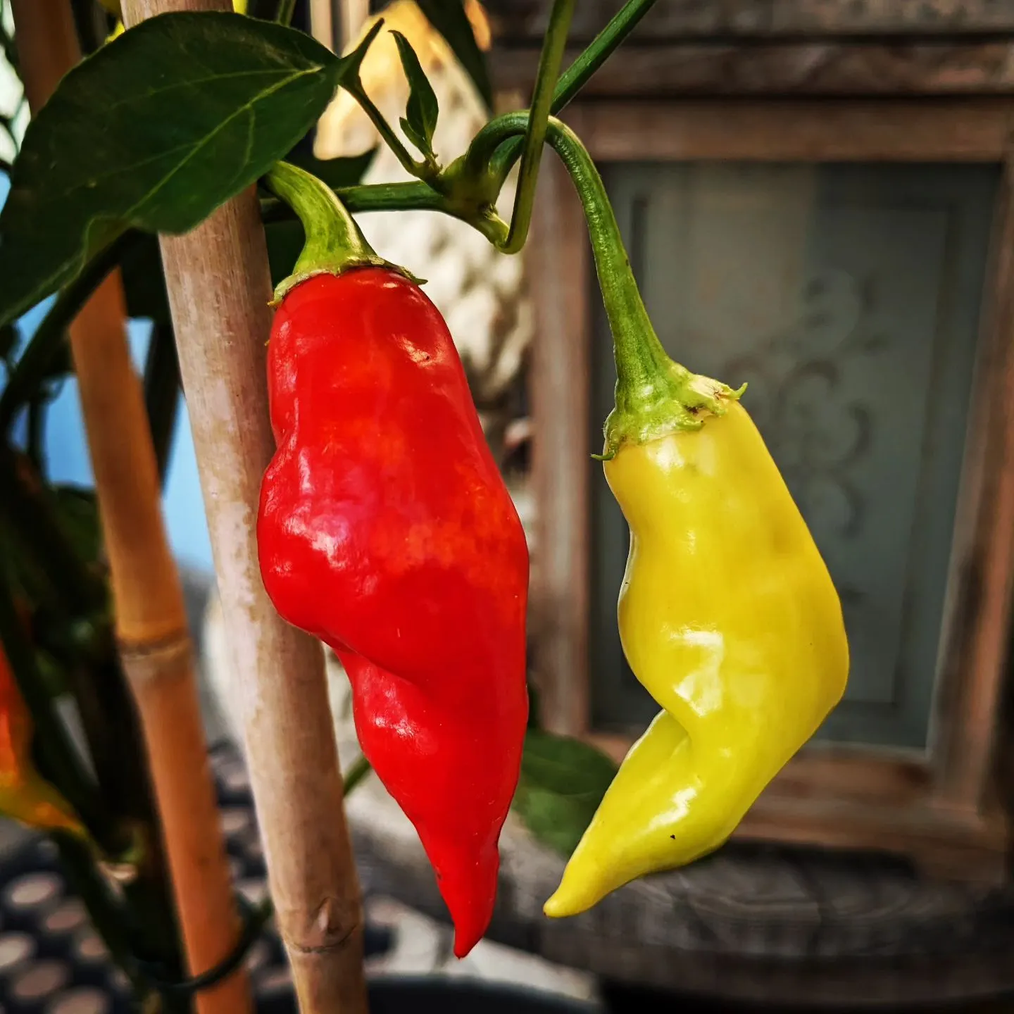 Plant FAQs: Capsicum Baccatum