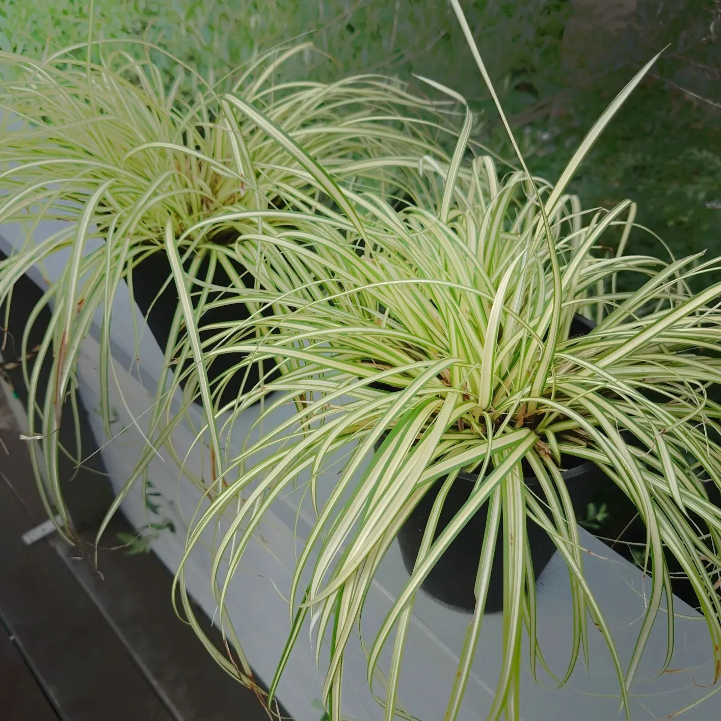 Plant FAQs: Carex Oshimensis - Japanese Sedge
