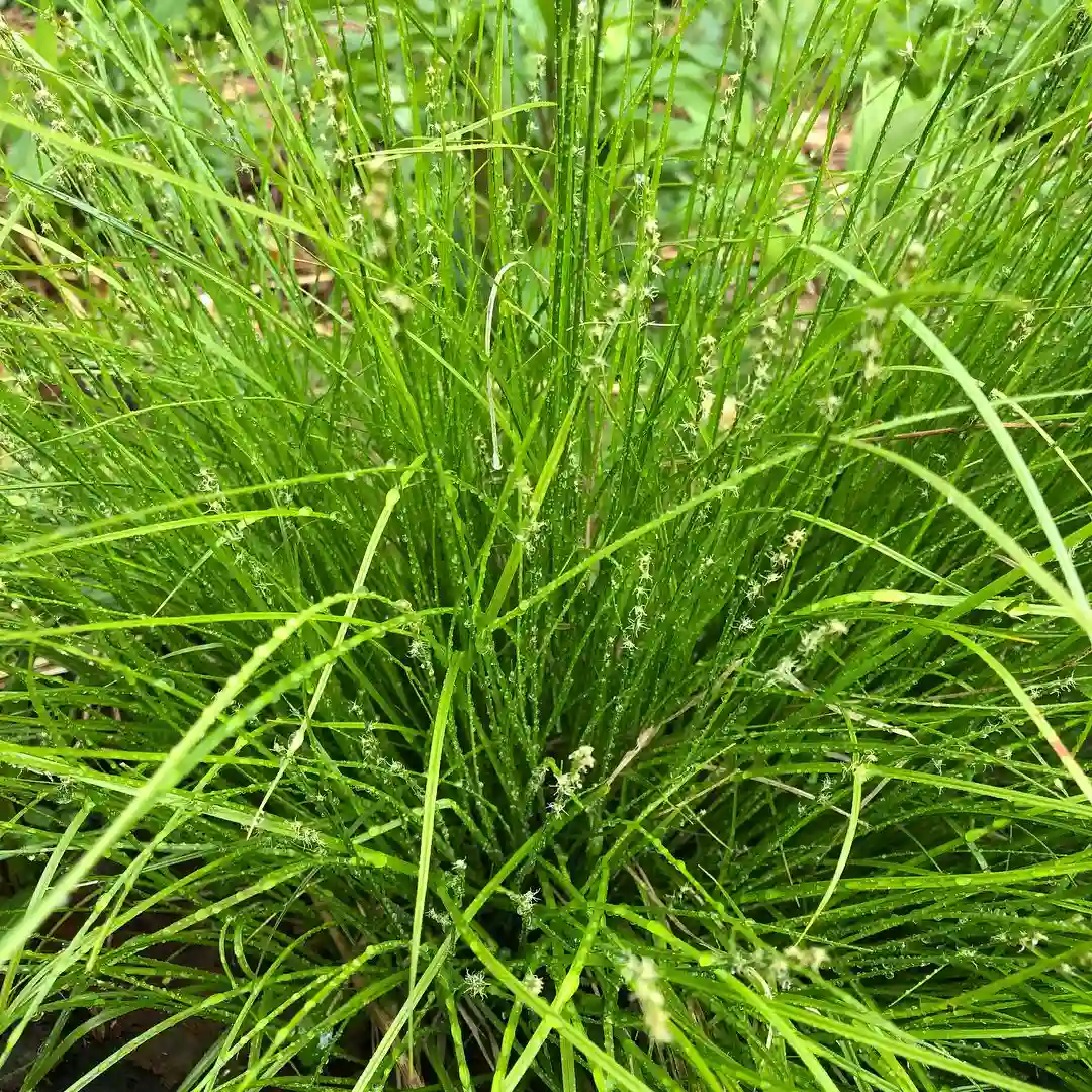 Plant FAQs: Carex Radiata - Eastern Star Sedge
