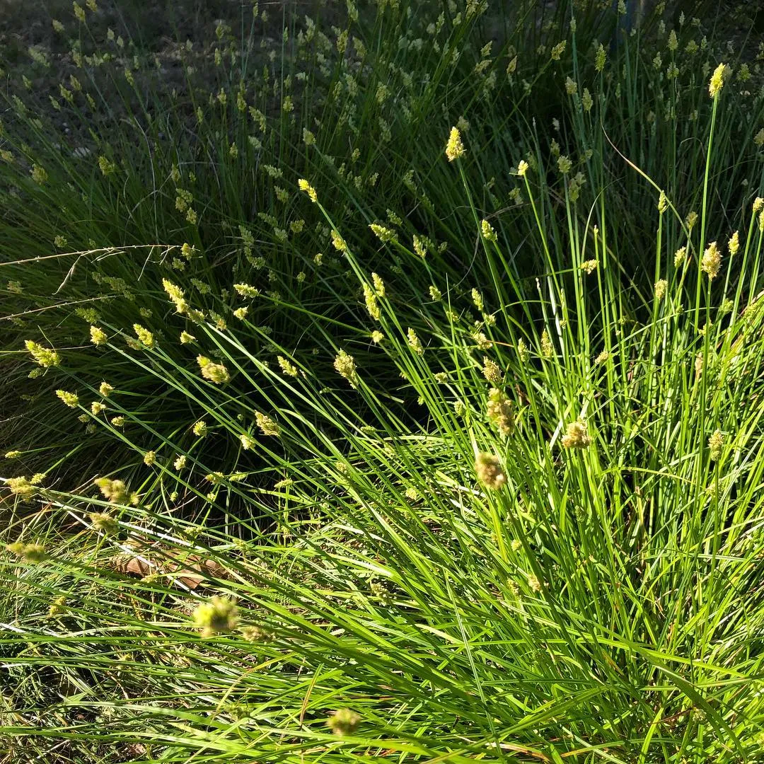 Plant FAQs: Texas Sedge - Carex Texensis