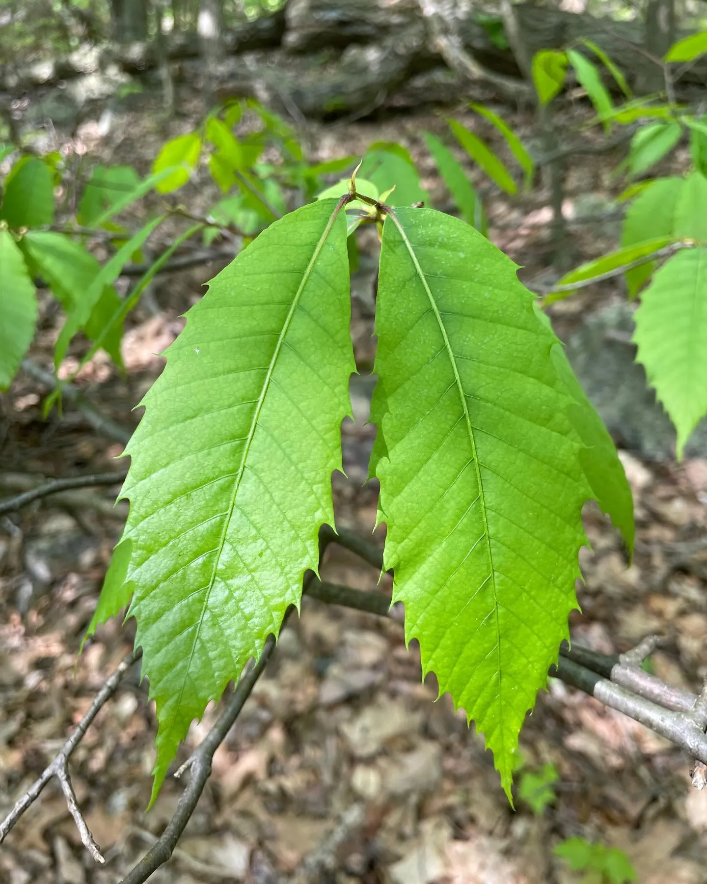 Plant FAQs: Castanea Dentata - American Chestnut