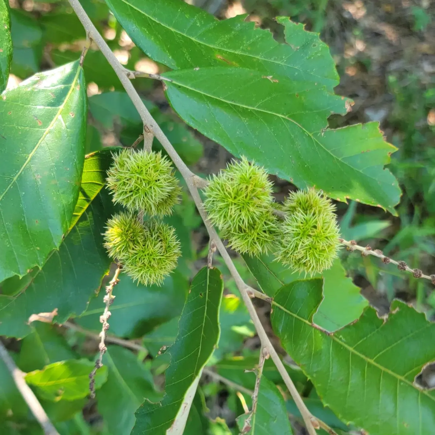 Plant FAQs: Castanea Pumila - Allegheny Chinquapin