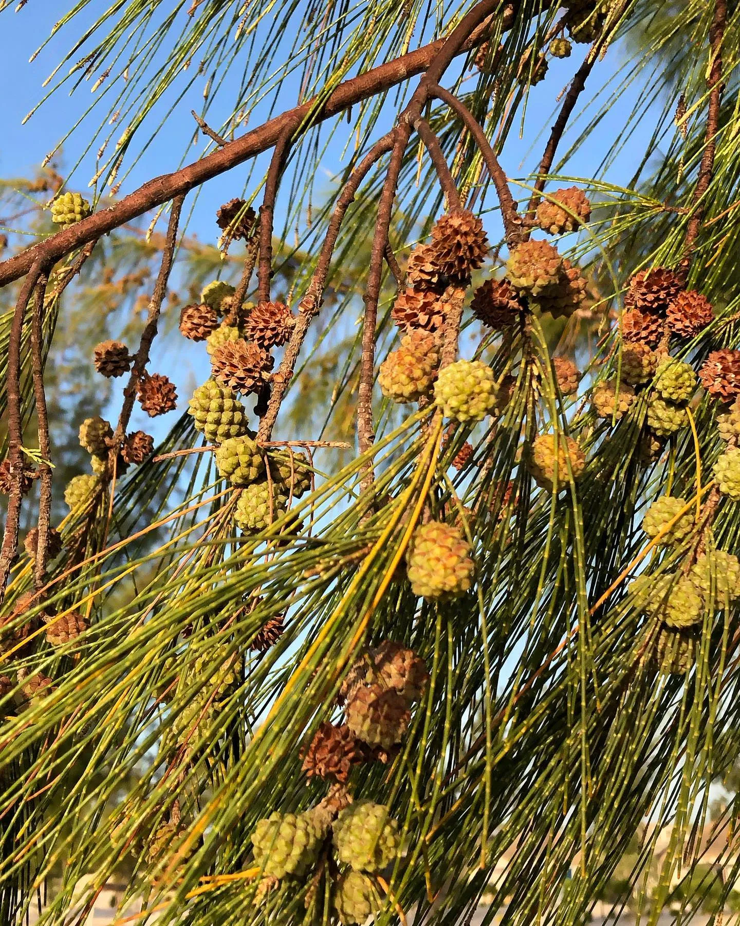 Plant FAQs: Casuarina Equisetifolia - Australian Pine