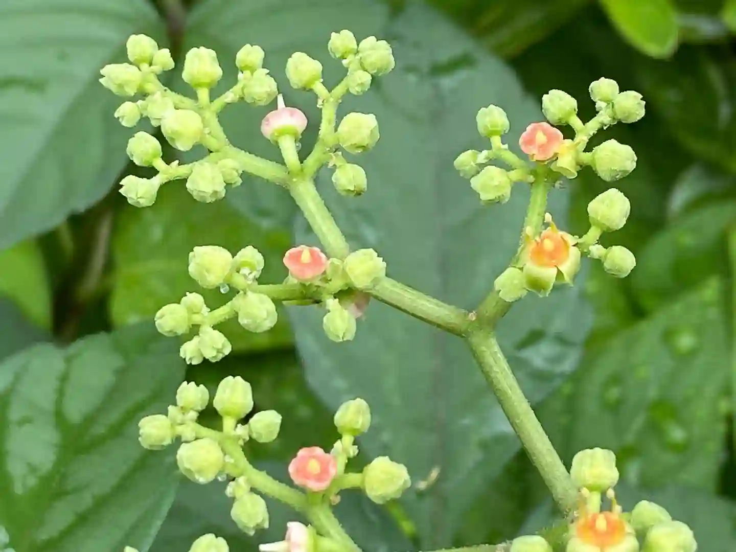 Plant FAQs: Causonis Japonica - Fatsia Japonica