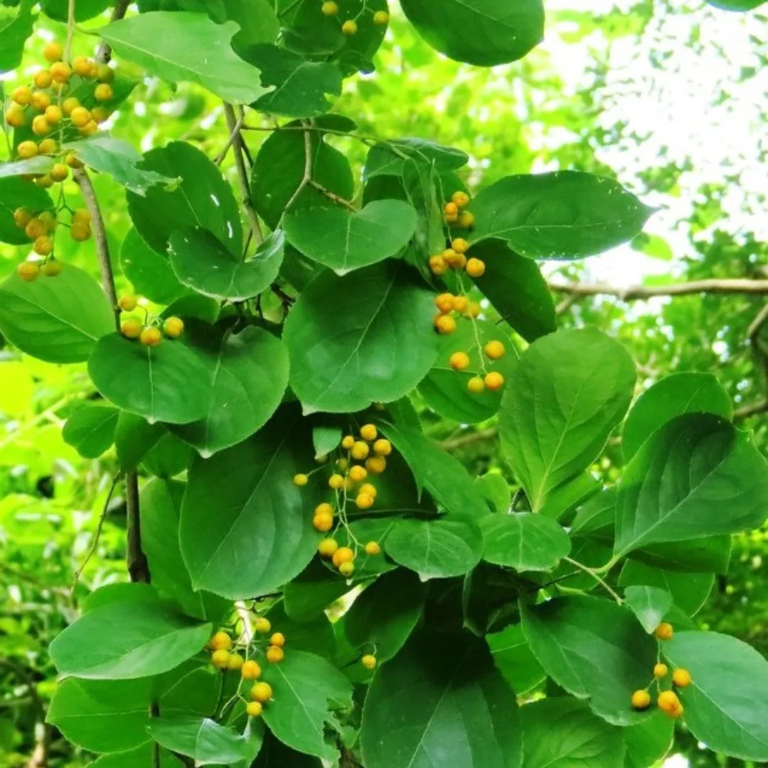 Plant FAQs: Celastrus Paniculatus - Climbing Celastrus - Gymnema Sylvestre
