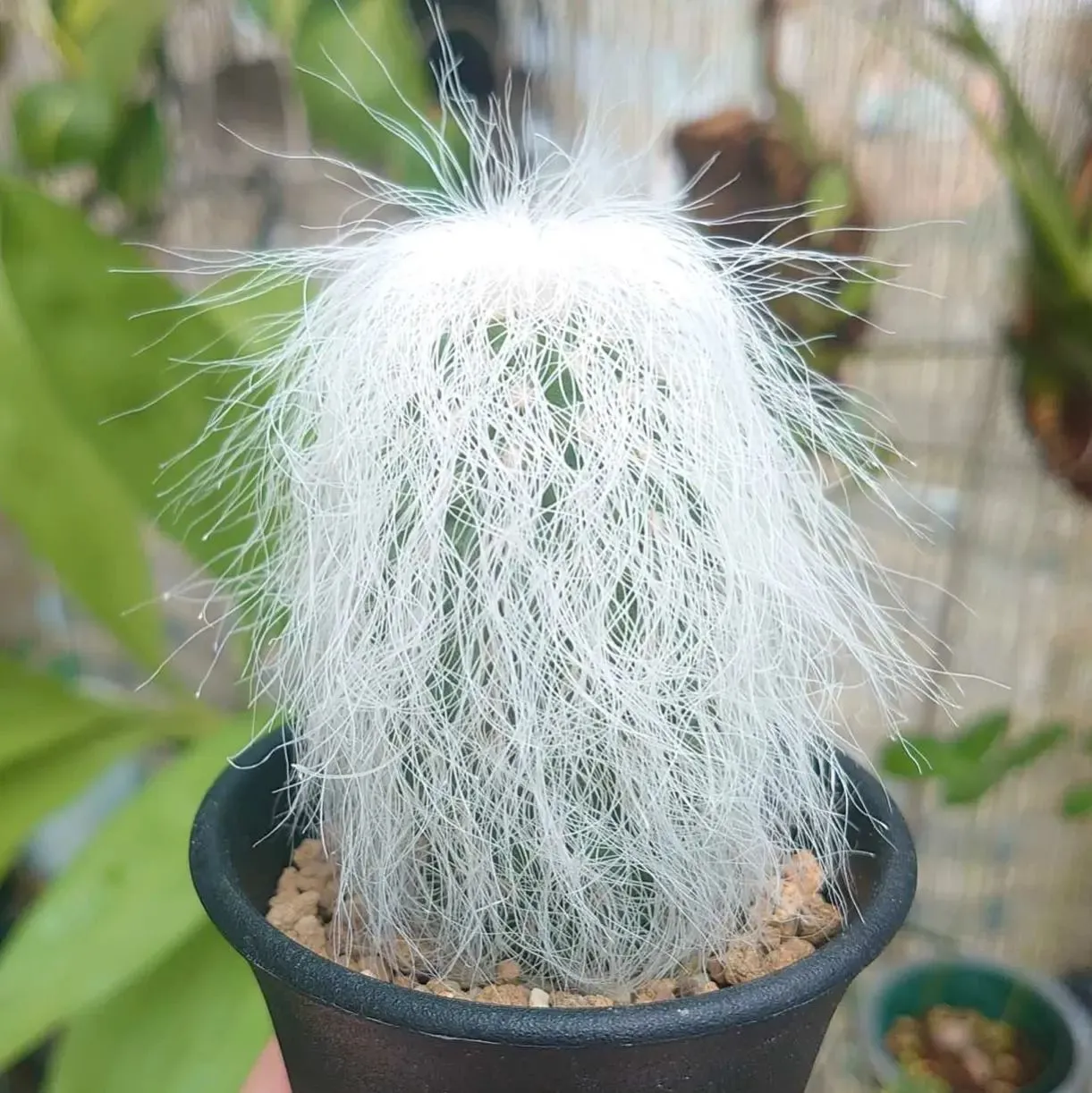 Plant FAQs: Cephalocereus Senilis - Old Man Cactus