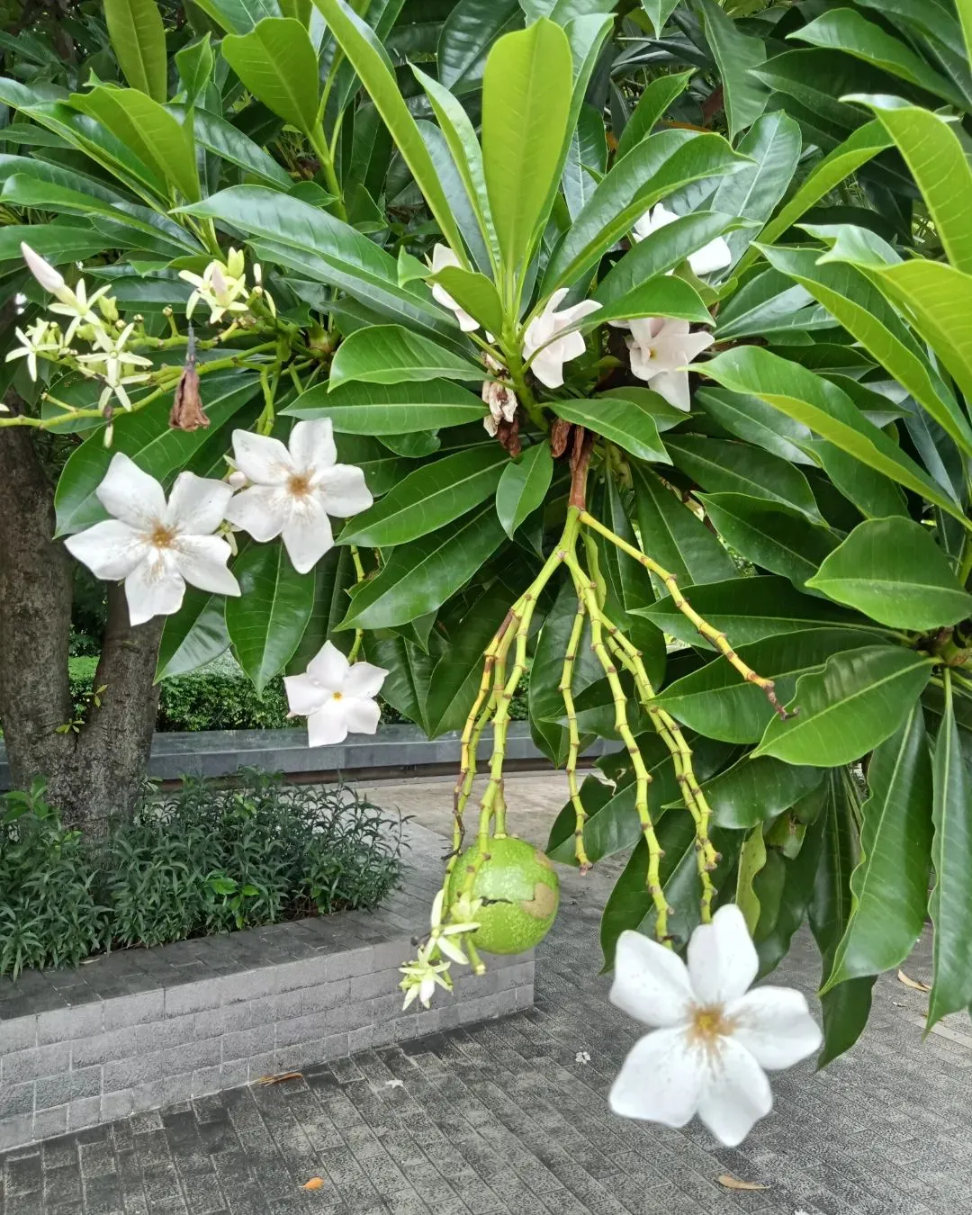 Plant FAQs: Cerbera Odollam - Suicide Tree