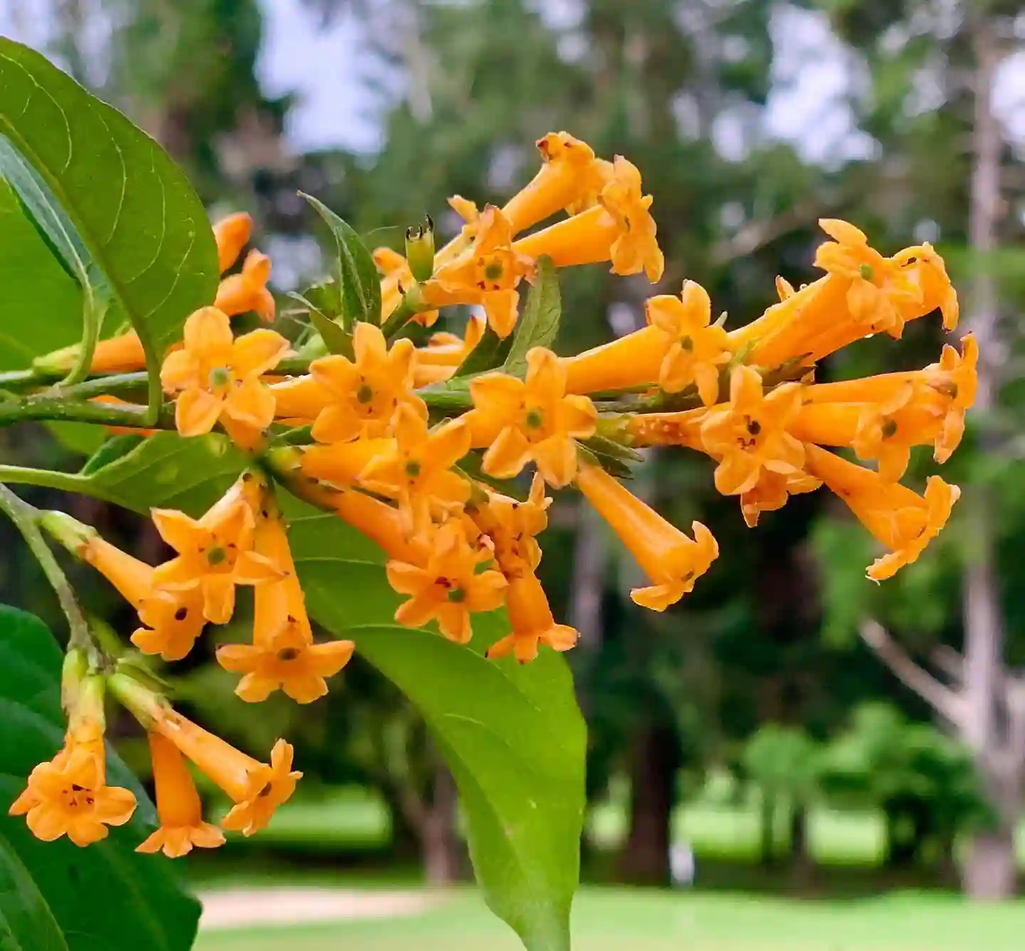 Plant FAQs: Cestrum Aurantiacum - Orange Jessamine