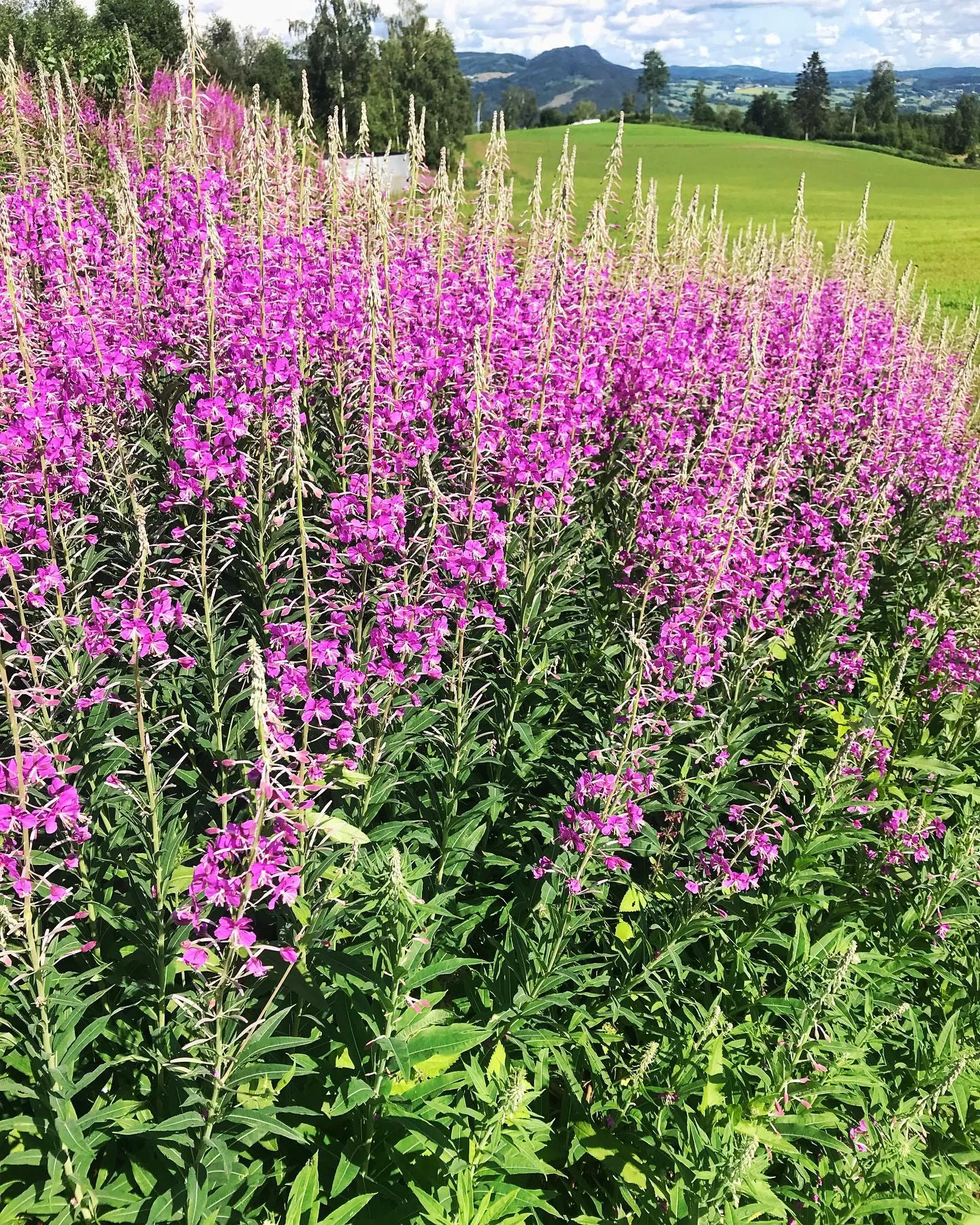 Plant FAQs: Chamaenerion Angustifolium - Fireweed - Epilobium Angustifolium