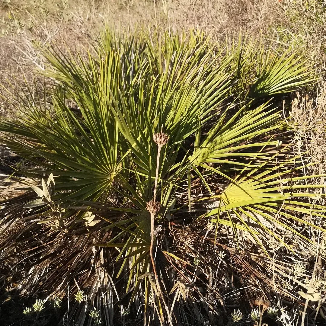 Plant FAQs: Chamaerops Humilis - European Fan Palm