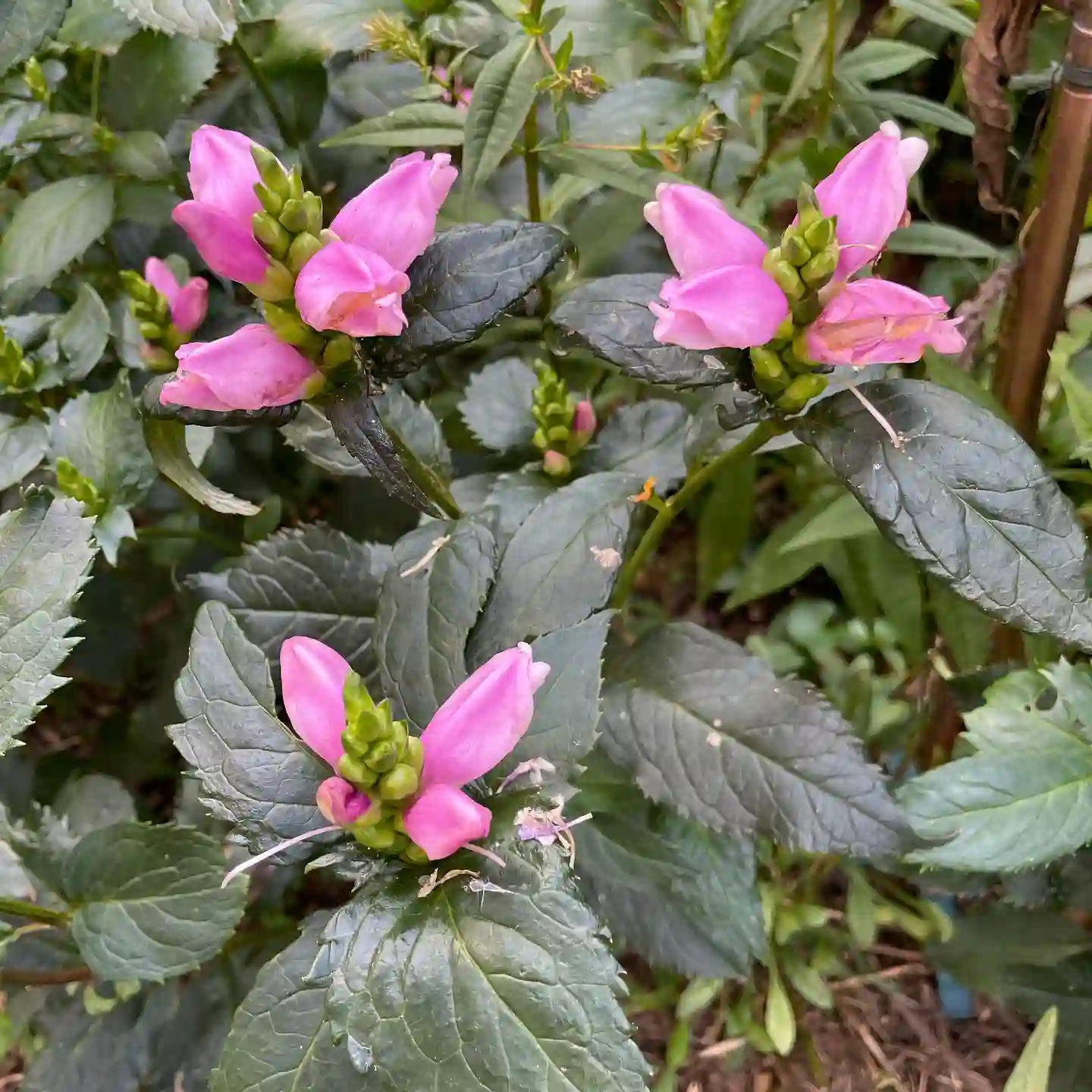 Plant FAQs: Chelone Hot Lips - Chelone Lyonii