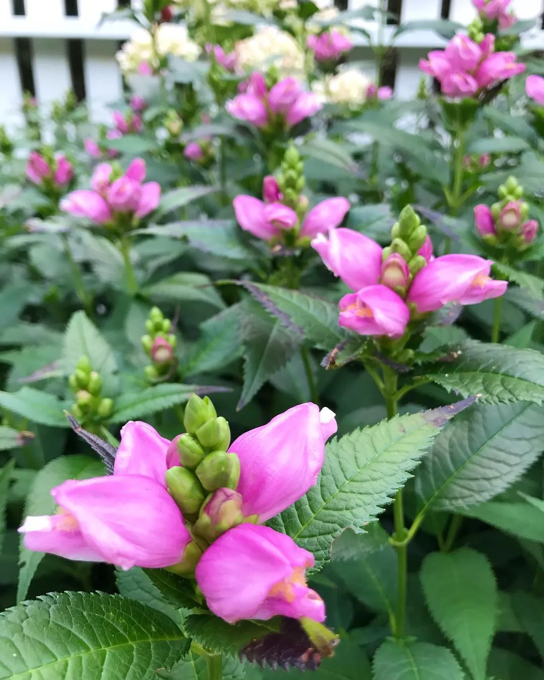 Plant FAQs: Chelone Obliqua - Oblique Turtlehead