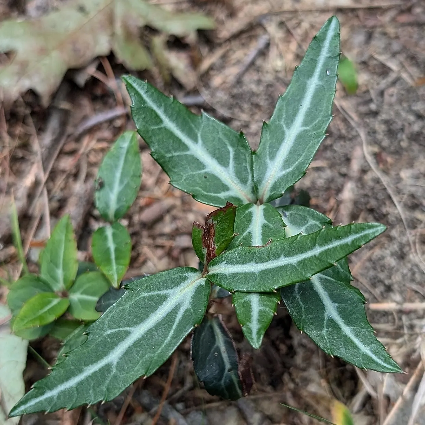 Plant FAQs: Chimaphila Maculata - Spotted Wintergreen