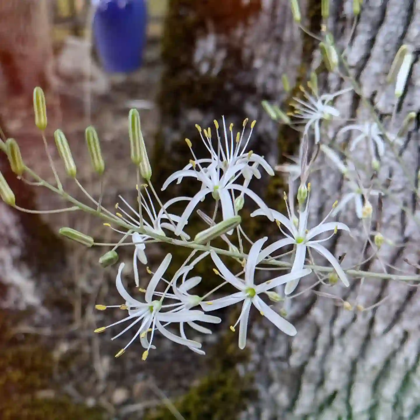 Plant FAQs: Chlorogalum Pomeridianum - Soap Plant