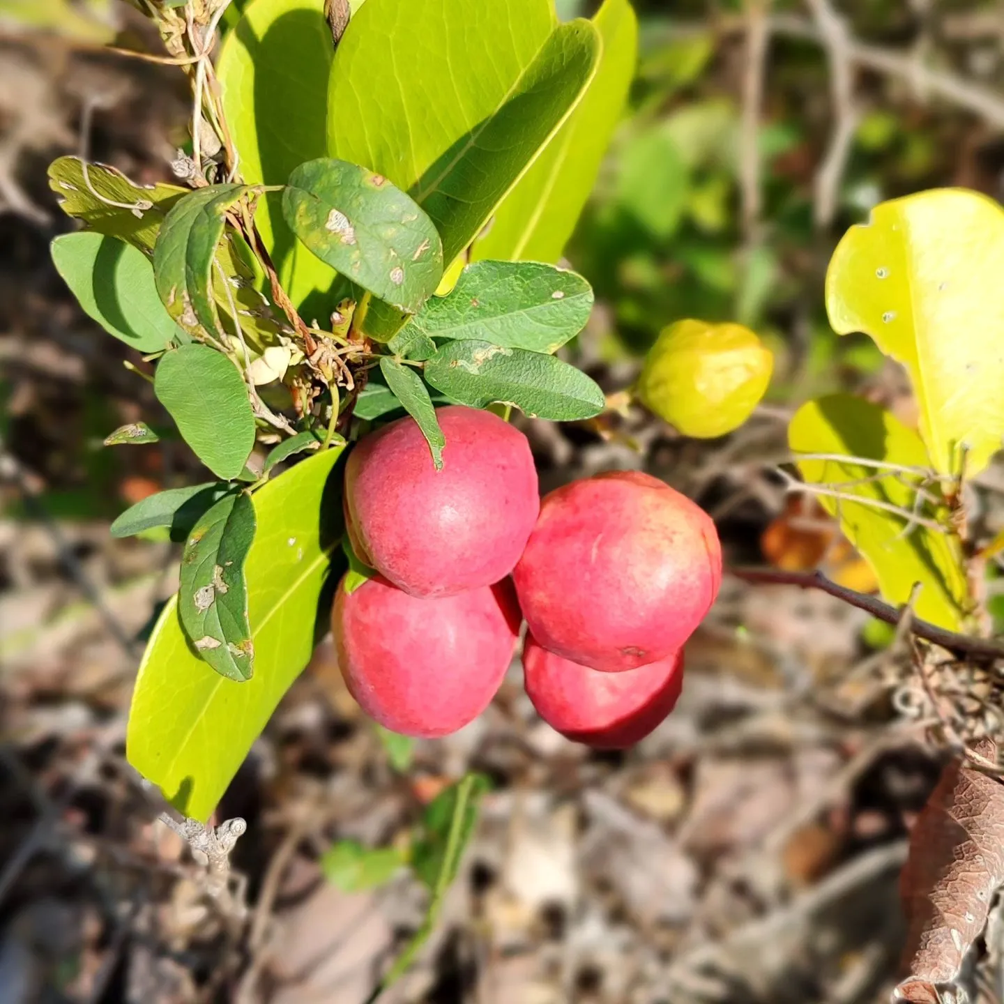 Plant FAQs: Chrysobalanus Icaco - Cocoplum