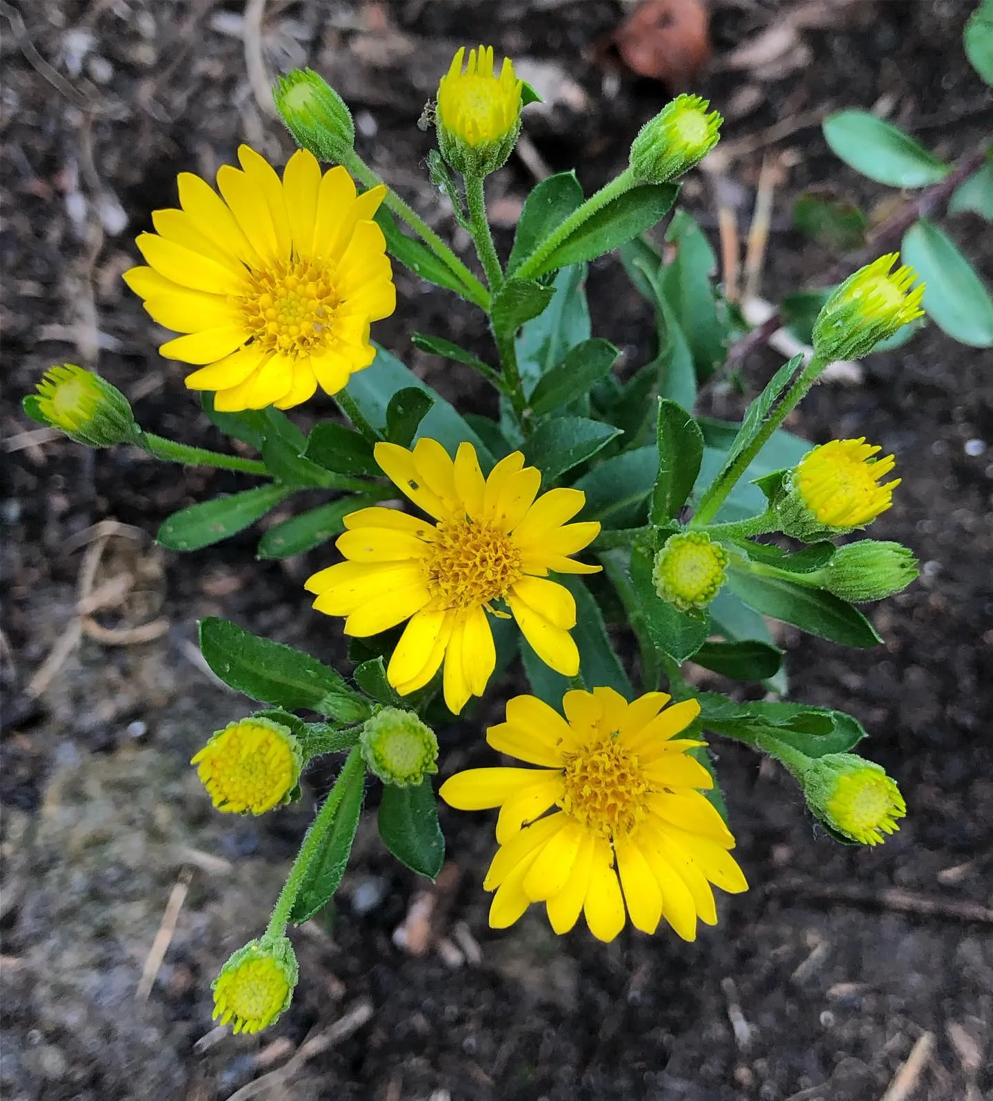 Plant FAQs: Chrysopsis Mariana - Maryland Golden Aster