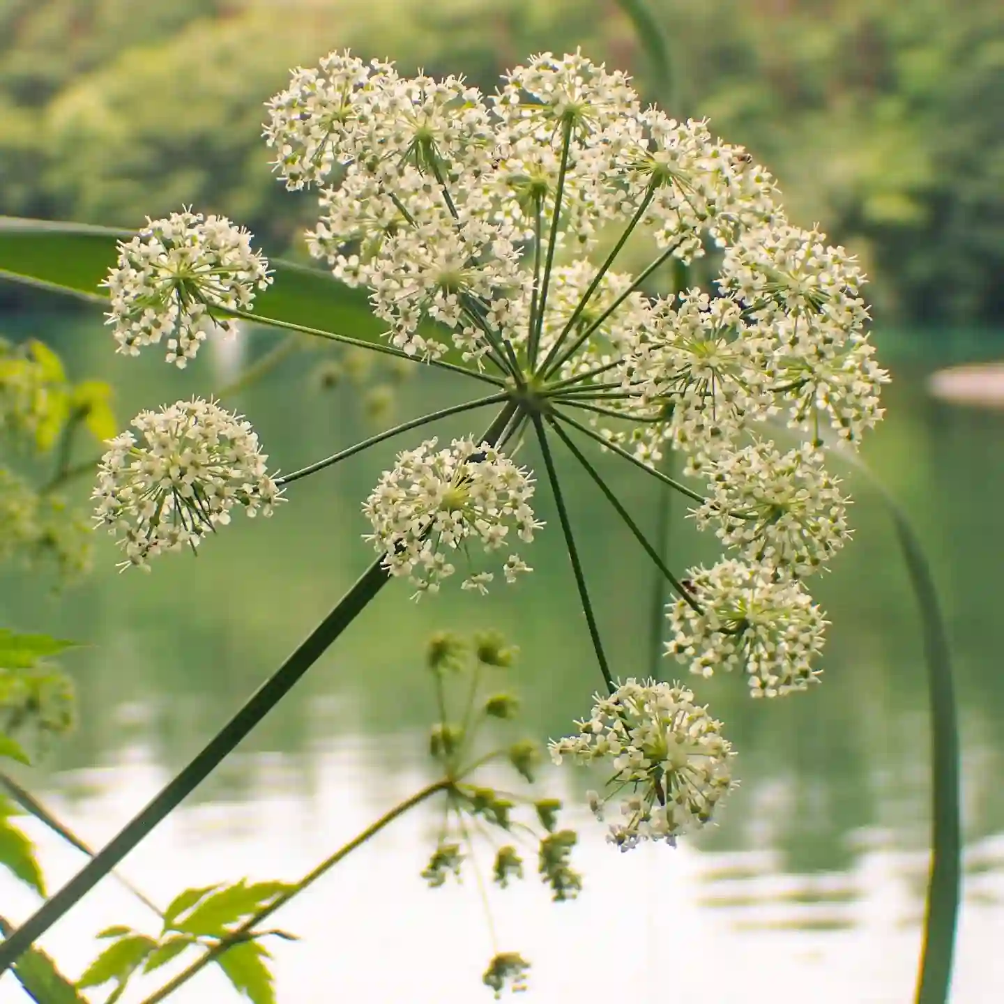 Plant FAQs: Cicuta Virosa