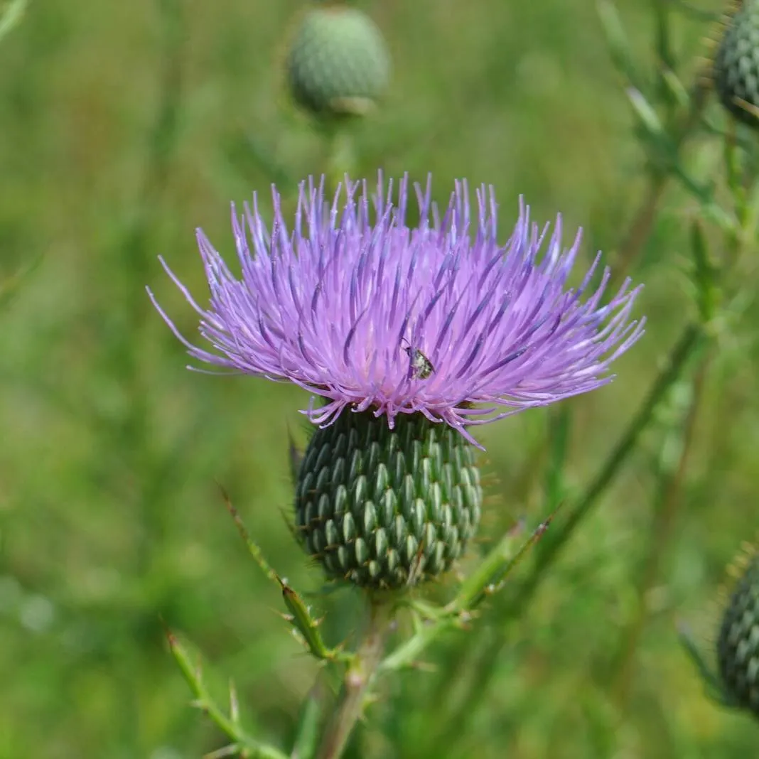 Plant FAQs: Cirsium Altissimum - Tall Thistle