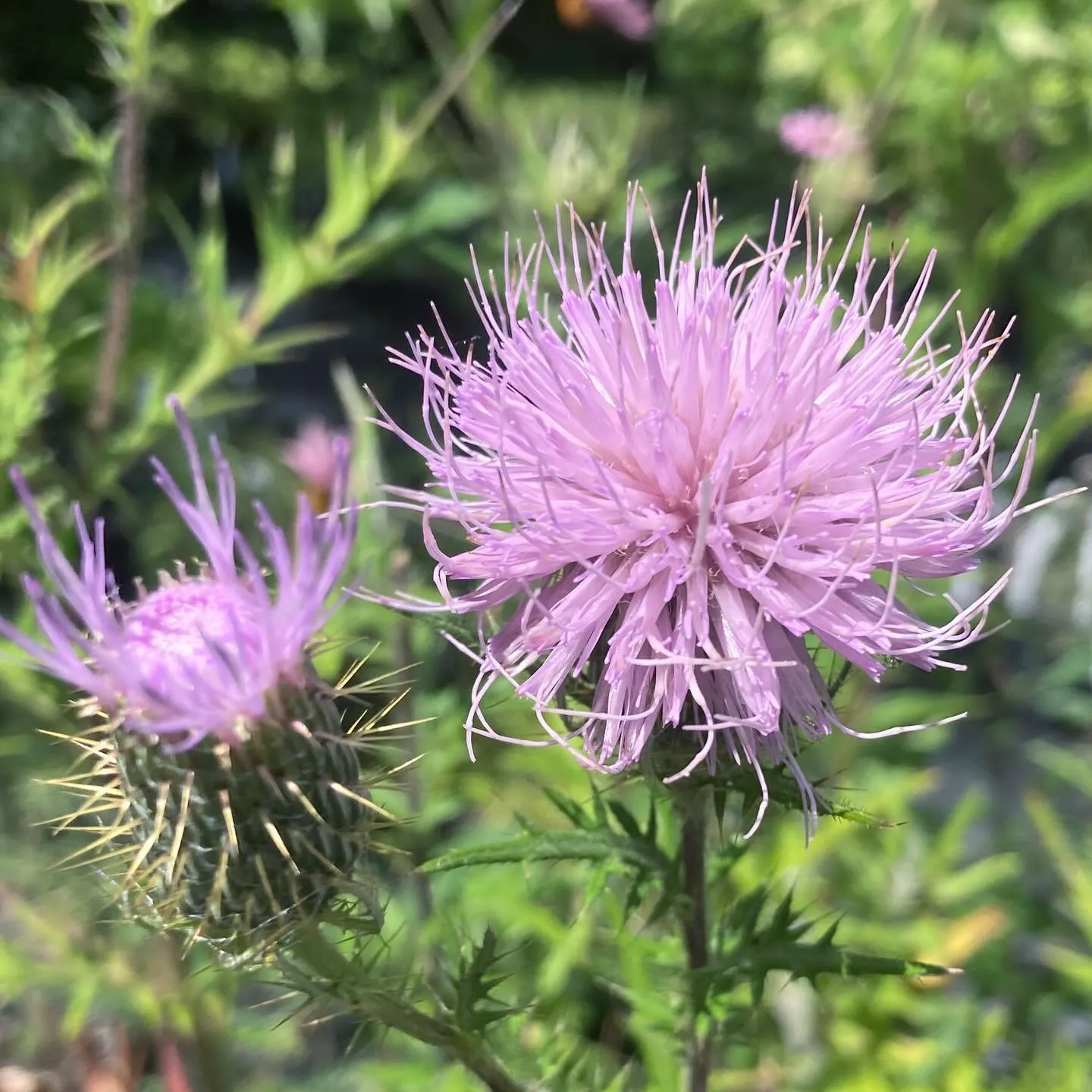 Plant FAQs: Cirsium Discolor - Pale Thistle - Yellow Thistle