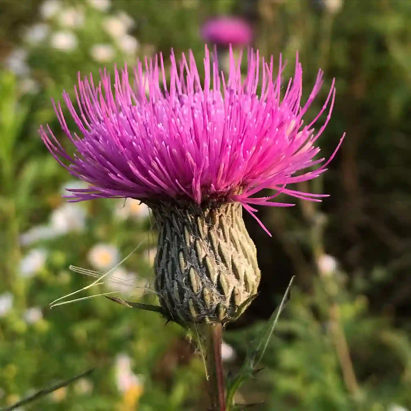 Plant FAQs: Cirsium Muticum - Marsh Thistle