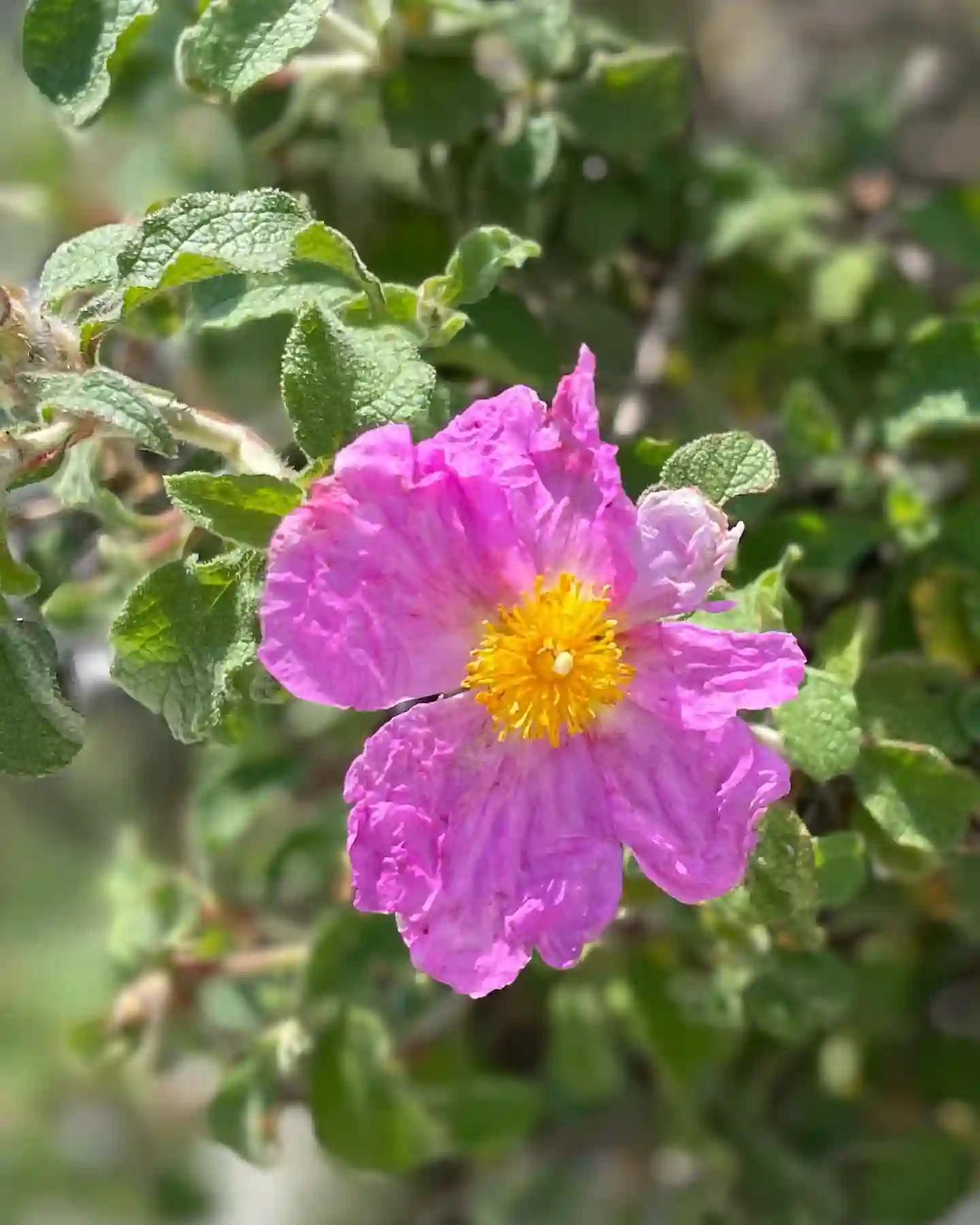 Plant FAQs: Cistus Creticus - Cretan Rockrose