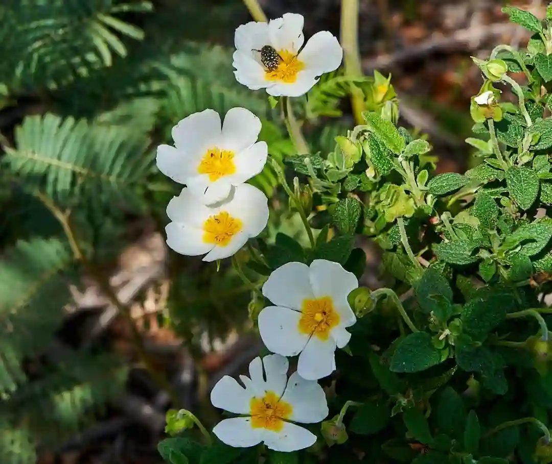 Plant FAQs: Cistus Salviifolius - Sage-leaved Cistus
