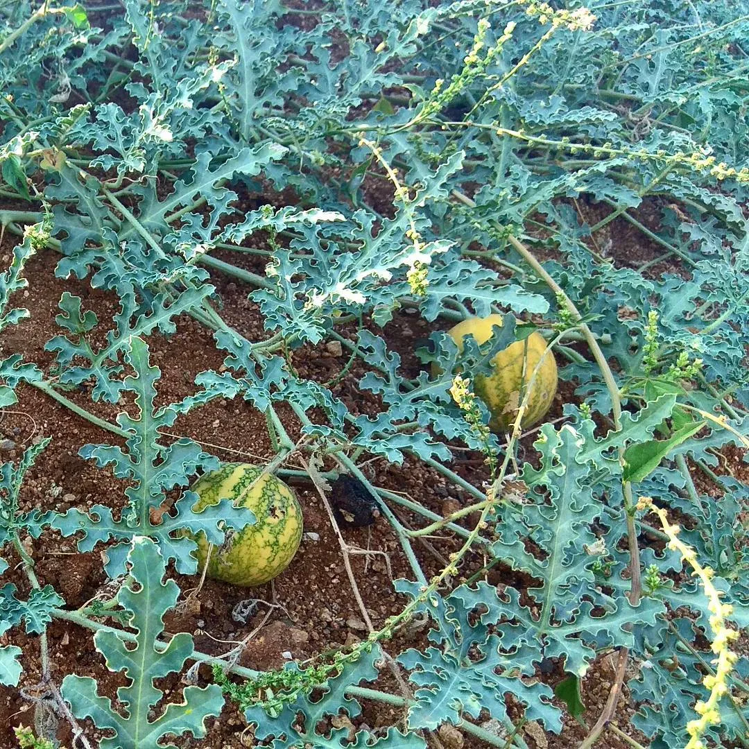 Plant FAQs: Colocynth - Citrullus Colocynthis - Bitter Apple