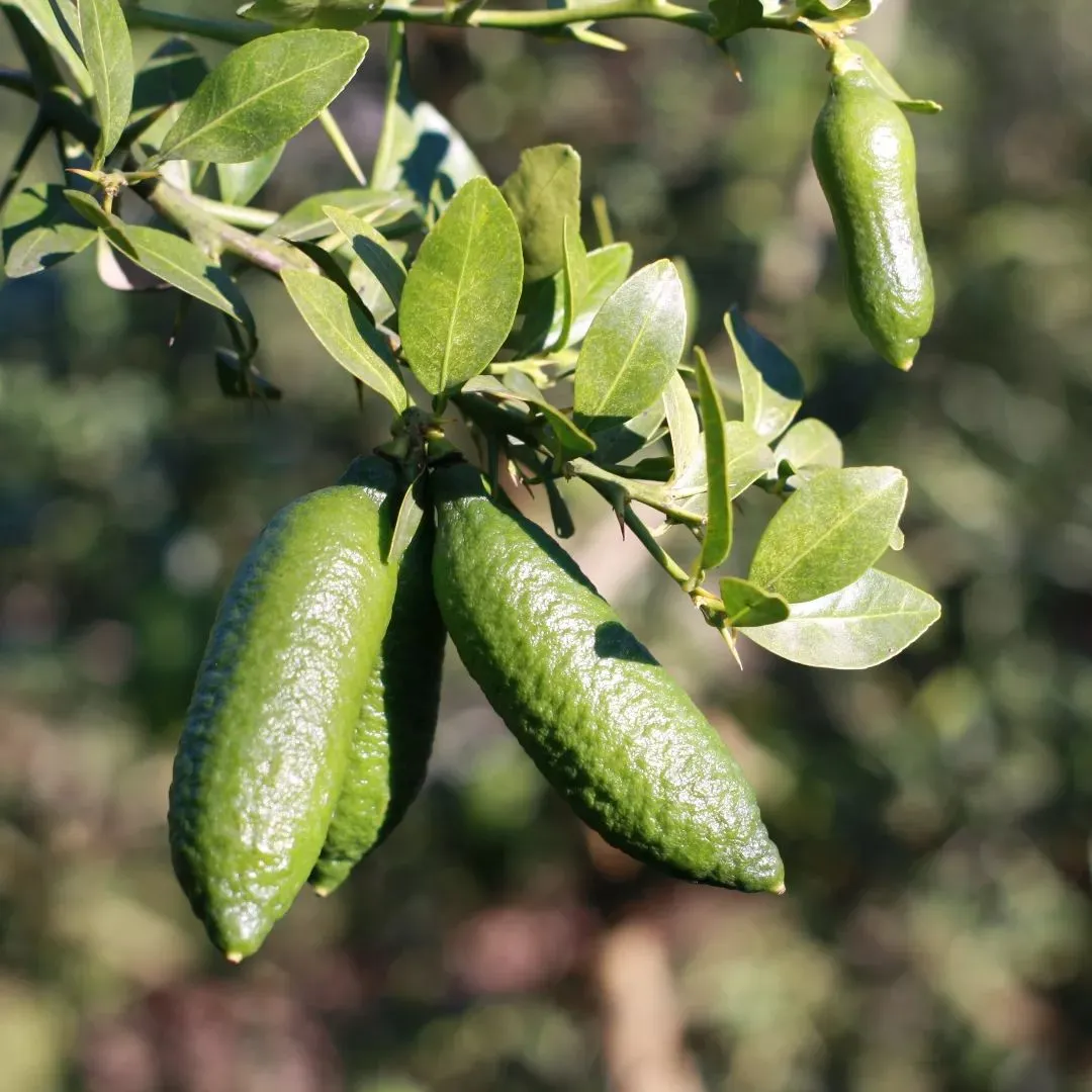 Plant FAQs: Citrus Australasica - Finger Lime