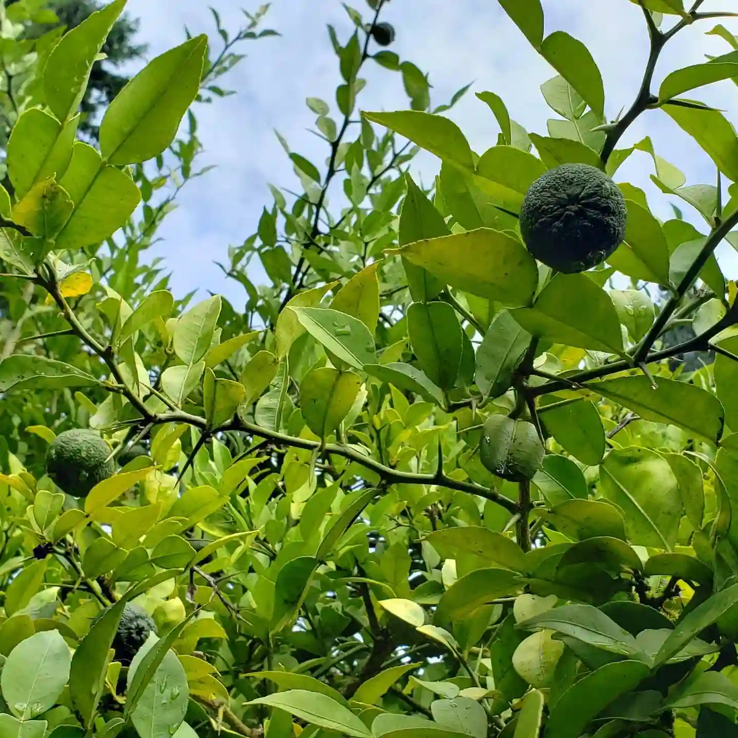 Plant FAQs: Cavalerie Orange - Citrus Cavaleriei - Ichang Papeda