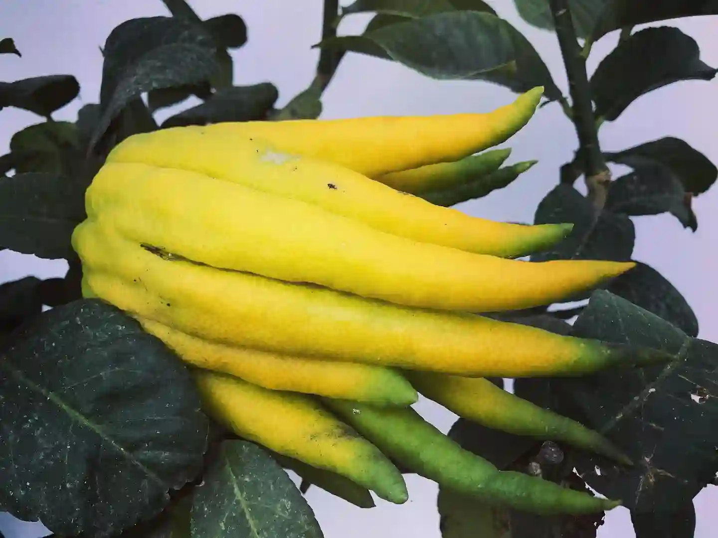 Plant FAQs: Citrus Medica - Buddha’s Hand