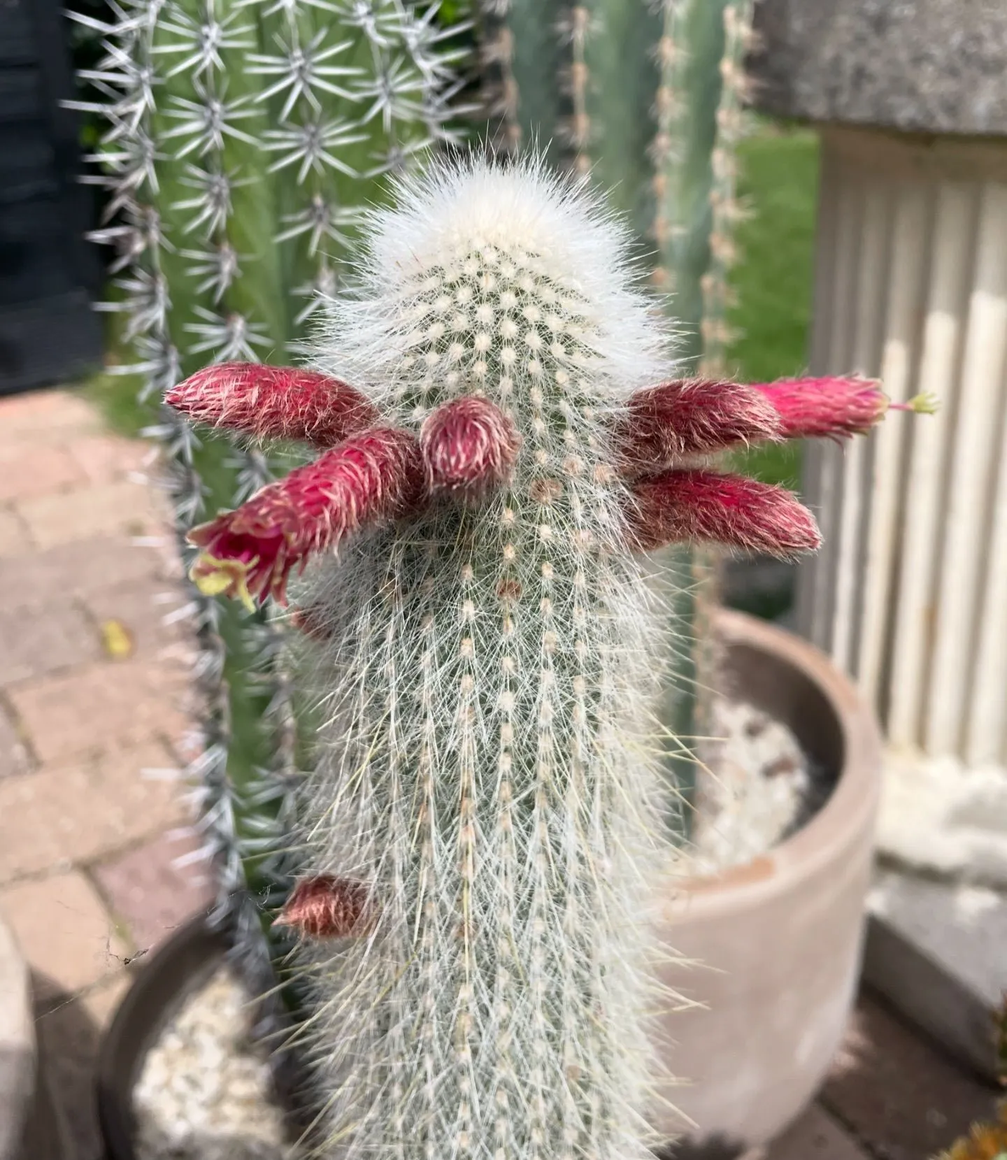 Plant FAQs: Cleistocactus Strausii - Silver Torch Cactus