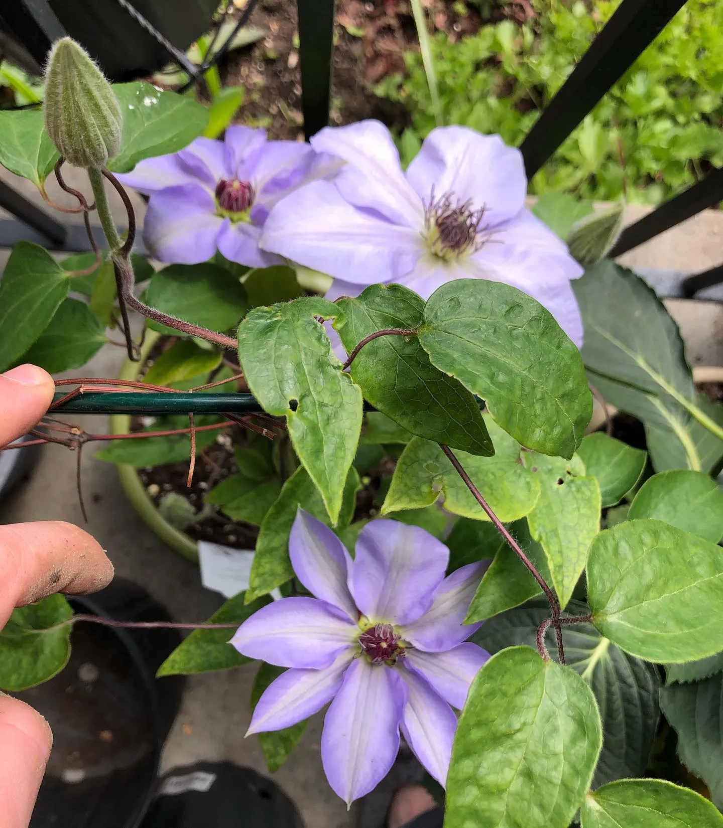 Plant FAQs: Clematis Ramona