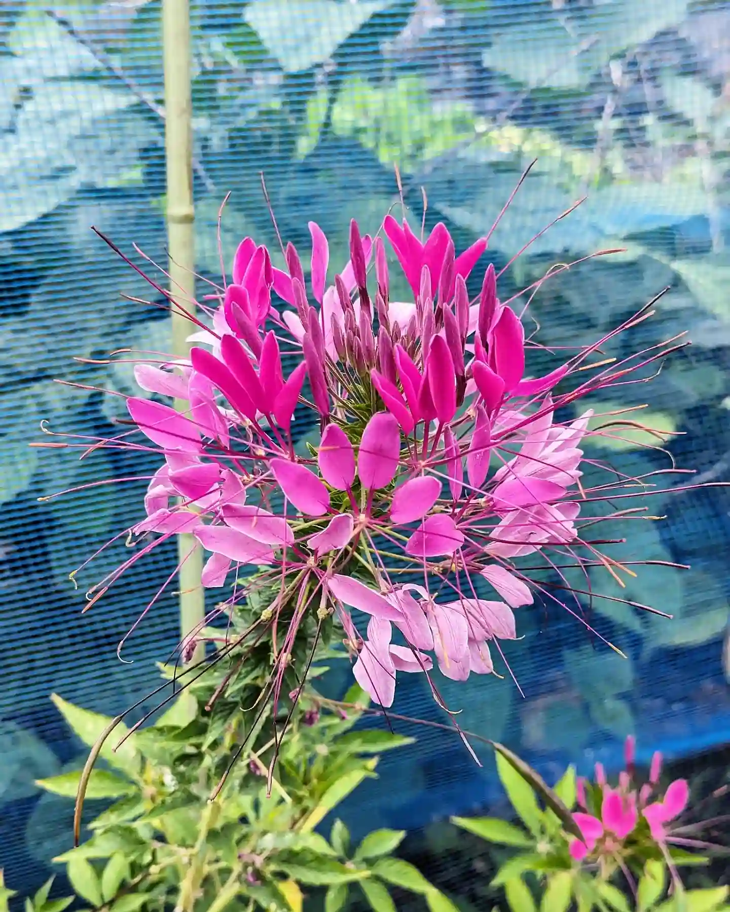 Plant FAQs: Cleome Spinosa - Spider Flower