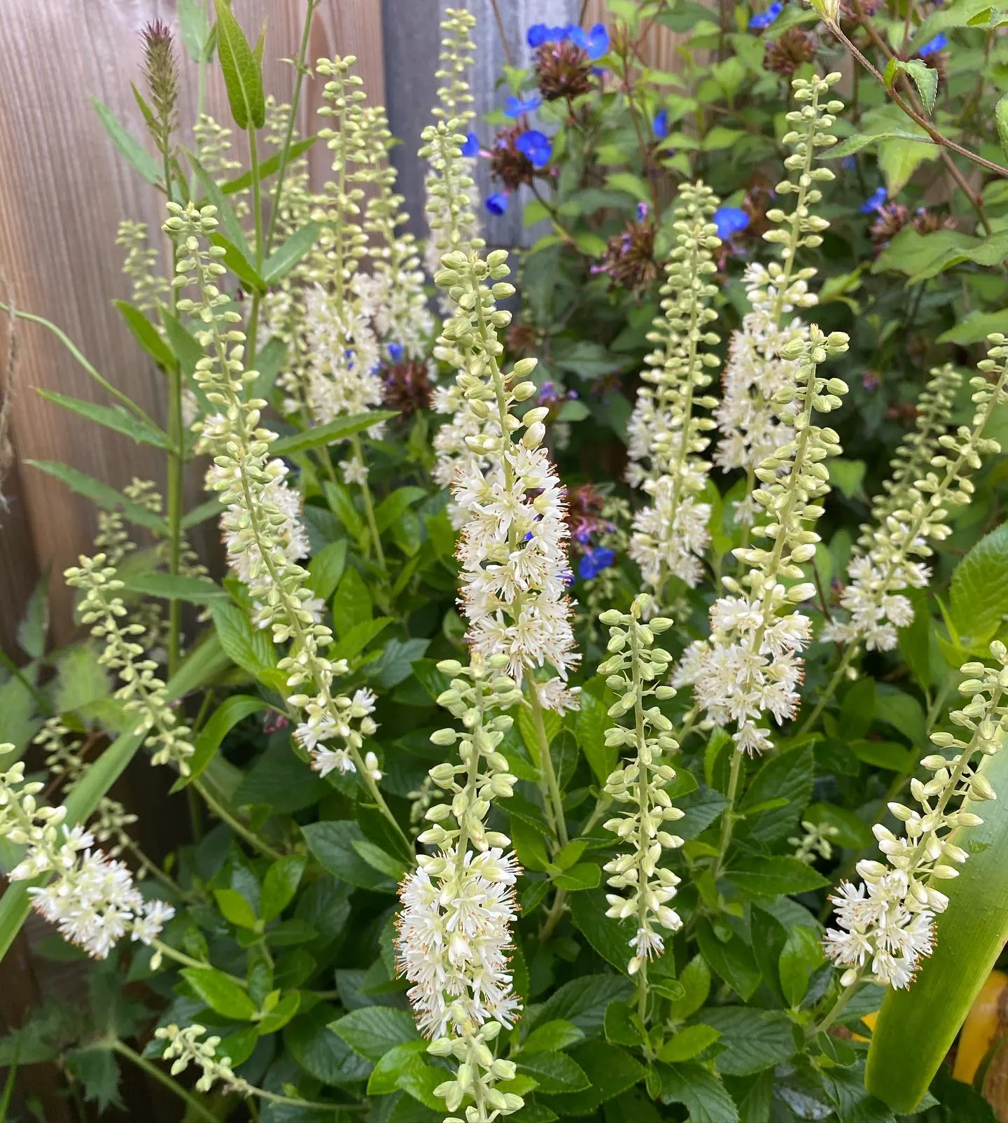 Plant FAQs: Clethra Sixteen Candles