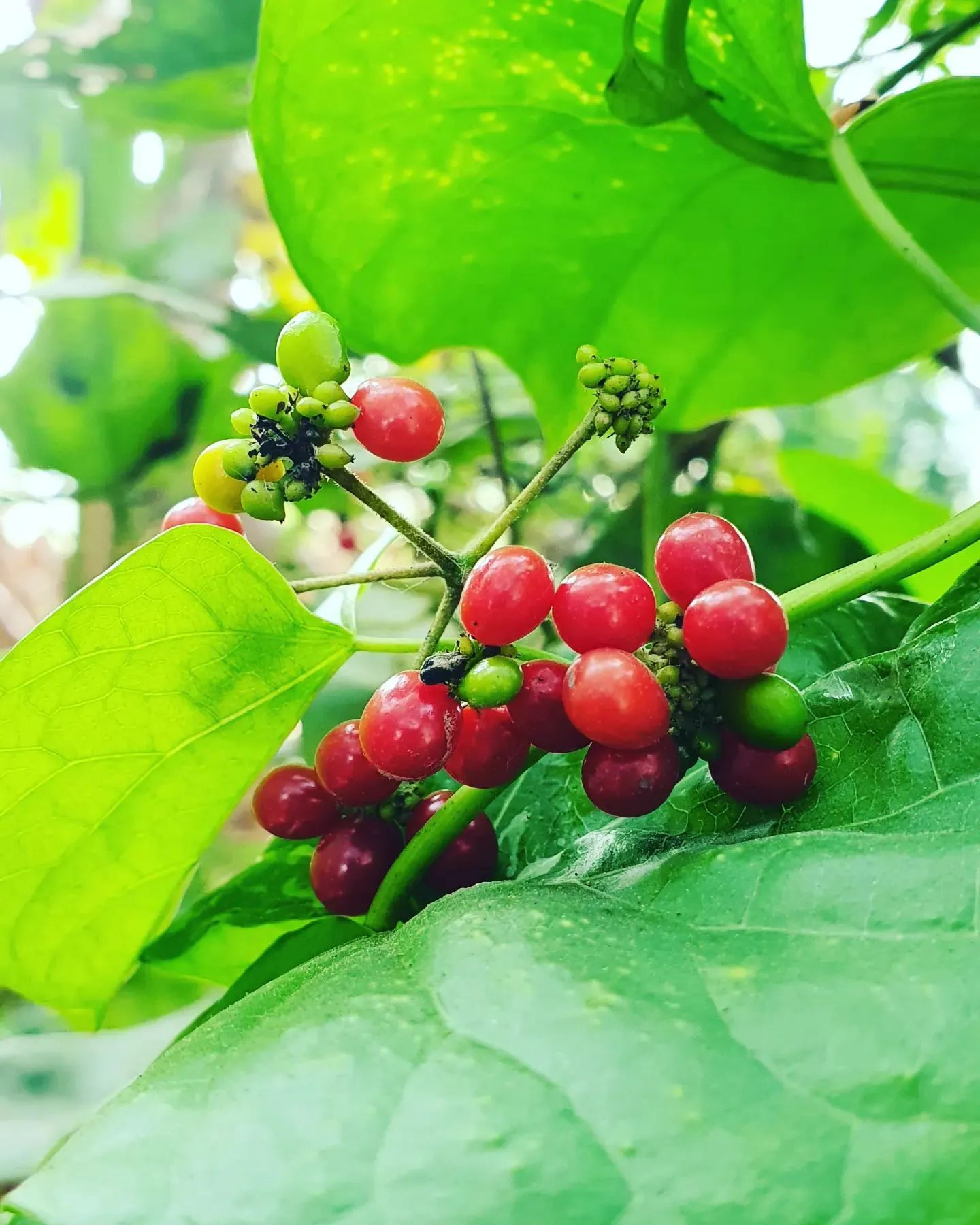 Plant FAQs: Cocculus Carolinus - Carolina Snailseed