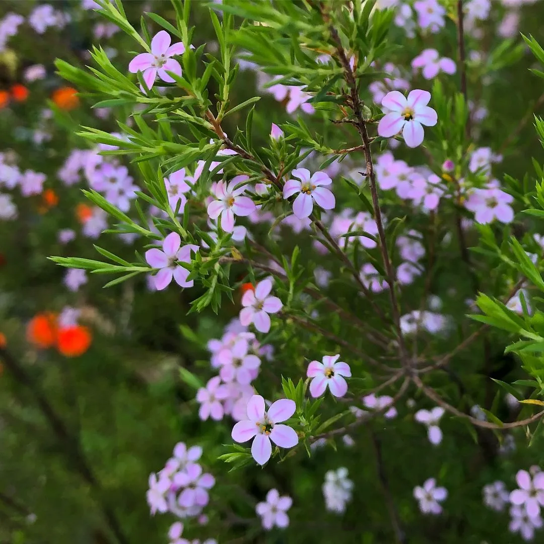 Plant FAQs: Coleonema Pulchrum - Pink Breath of Heaven