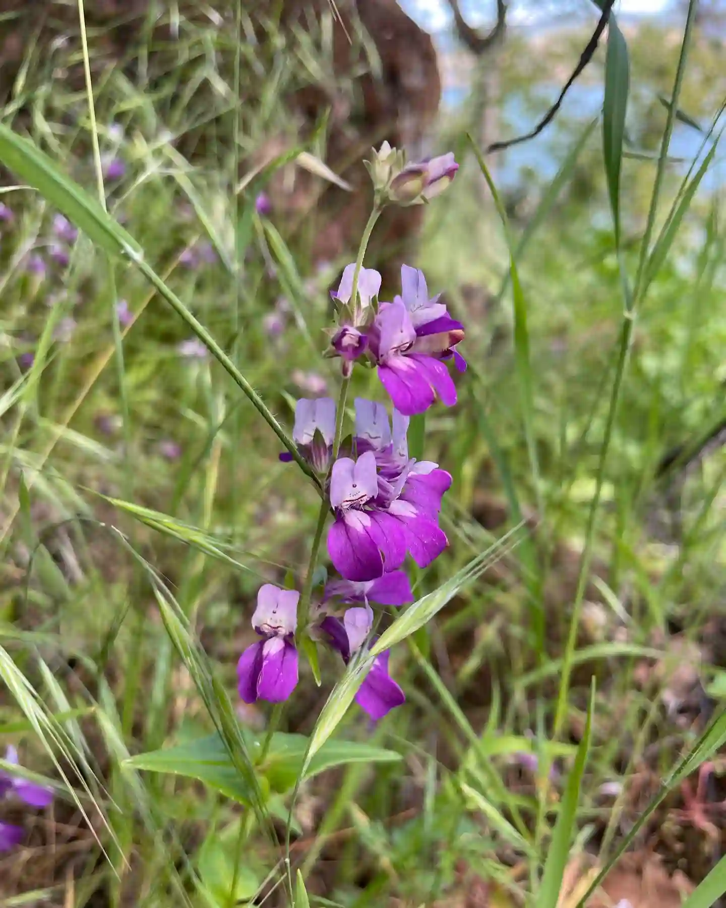 Plant FAQs: Collinsia Heterophylla - Chinese Houses