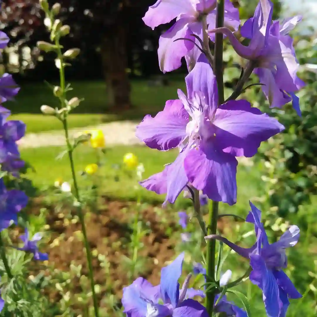 Plant FAQs: Consolida Regalis - Royal Larkspur