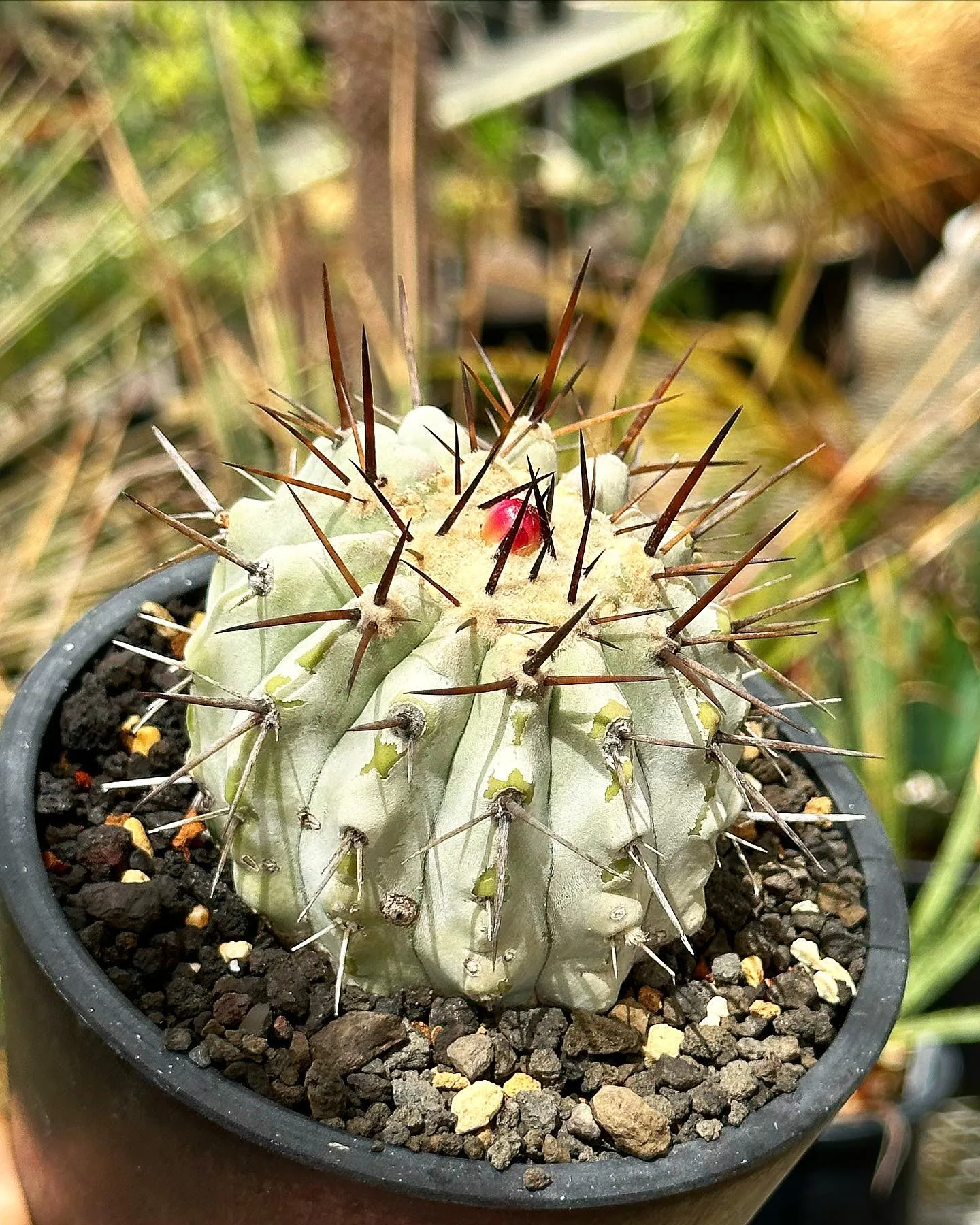 Plant FAQs: Copiapoa Cinerea